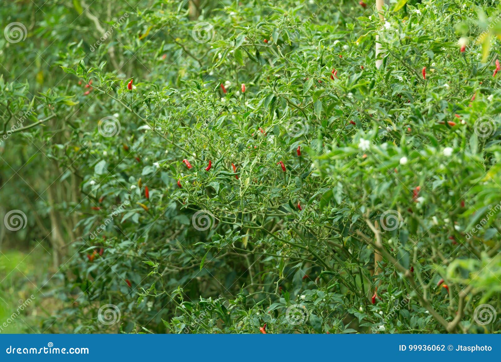 Chili farm stock photo. Image of farm, harvest, garnish - 99936062