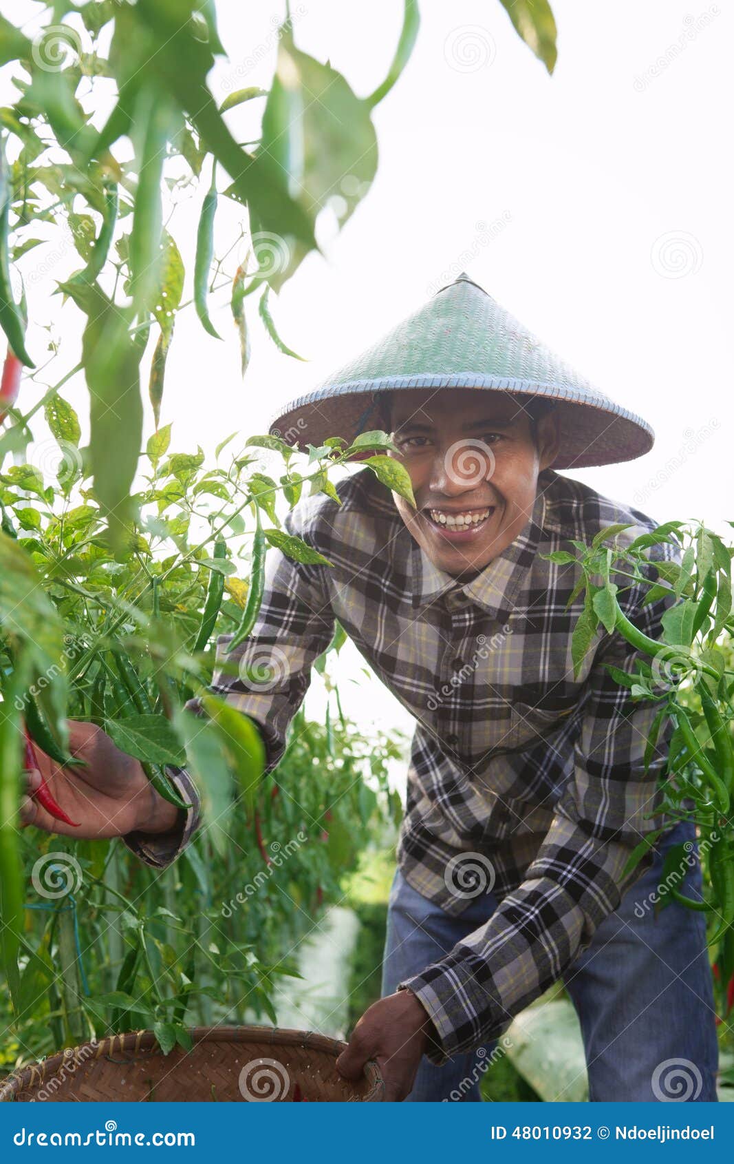 Chili farmer stock photo. Image of color, fresh, gardening - 48010932