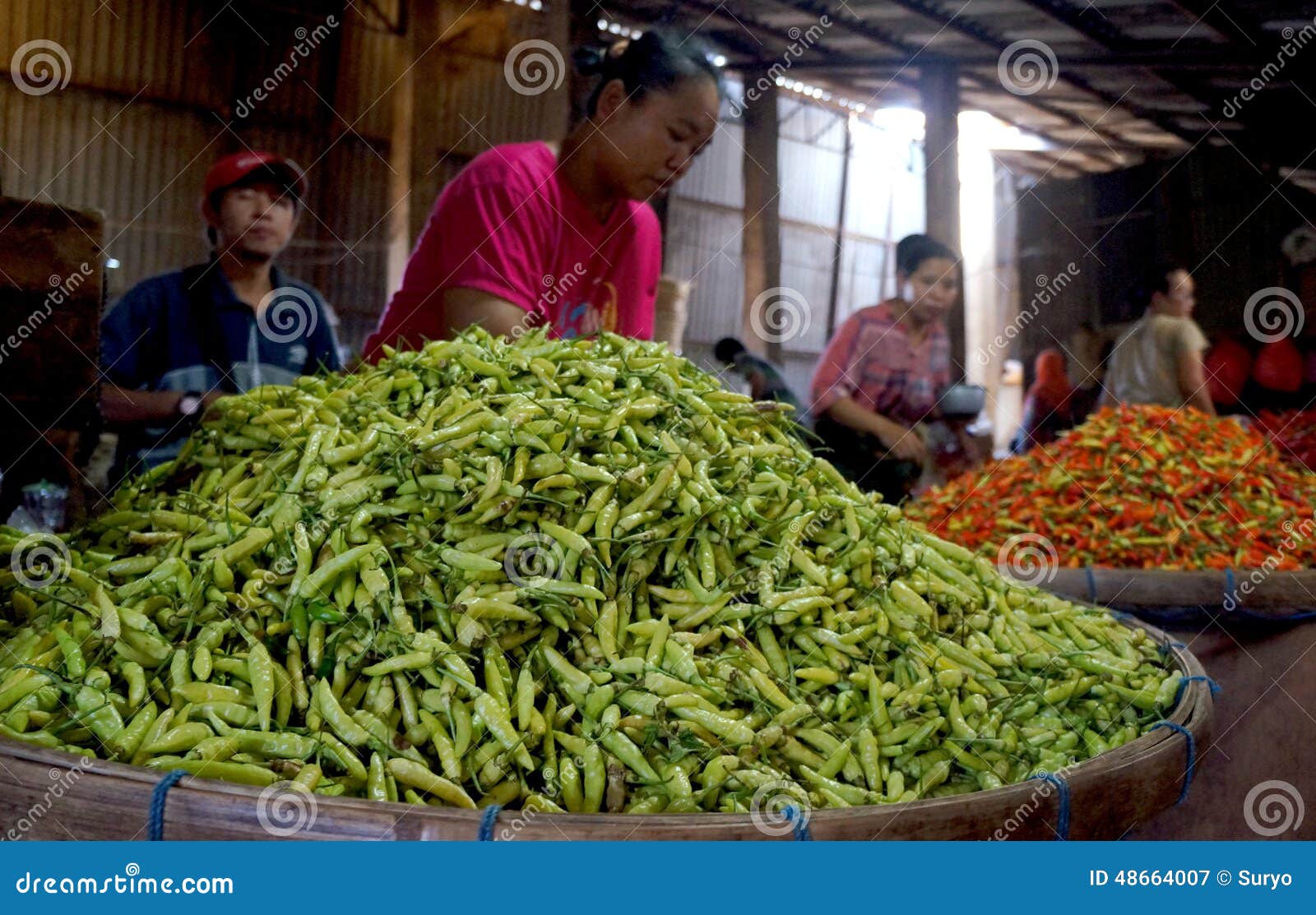 Chili editorial photography. Image of crops, sorting - 48664007