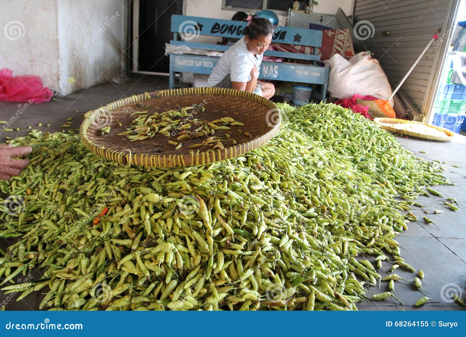 Chili editorial image. Image of sorting, plant, java - 68264155