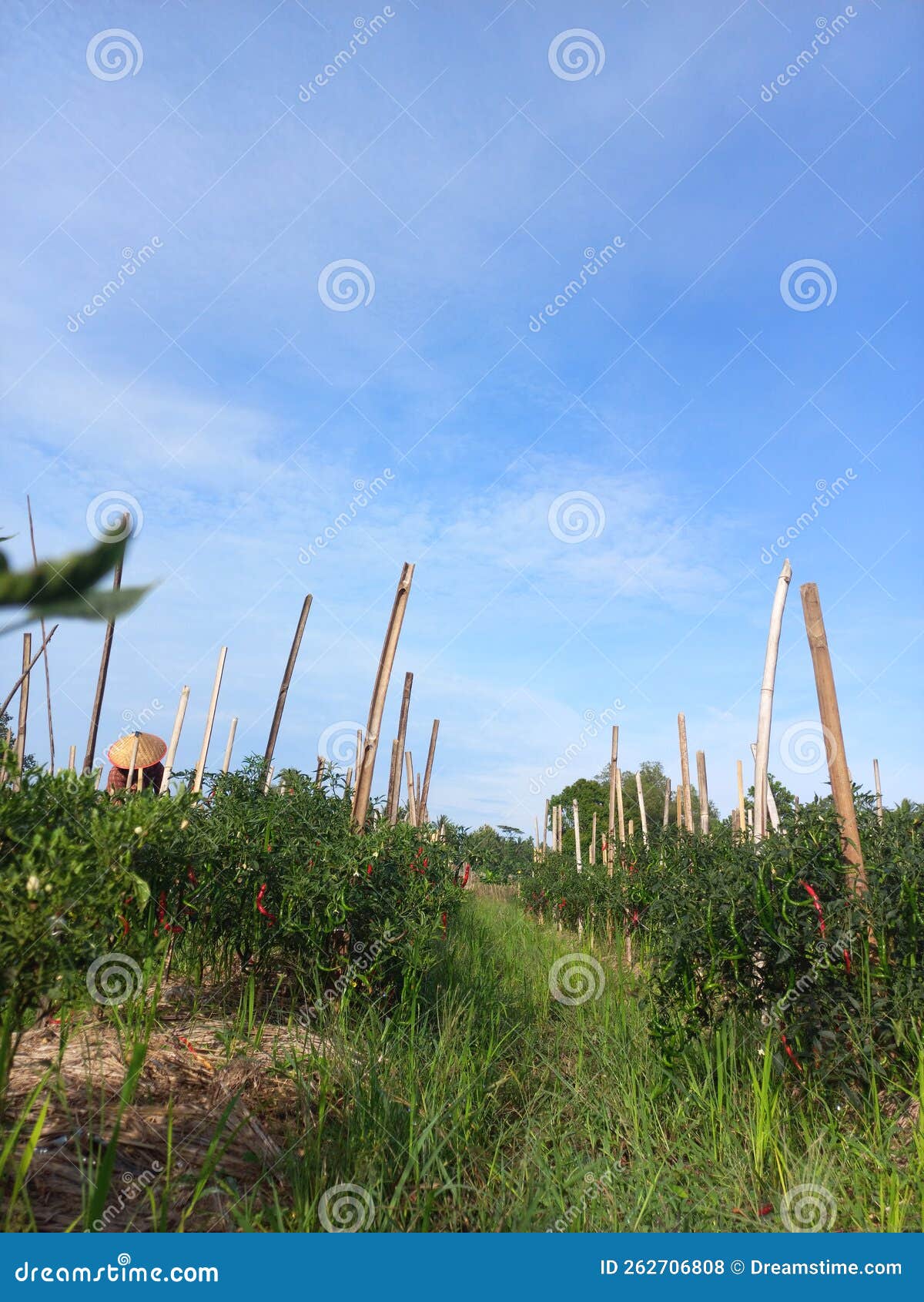 Chili Farming in Paddy Fields, so Beautiful Stock Photo - Image of ...