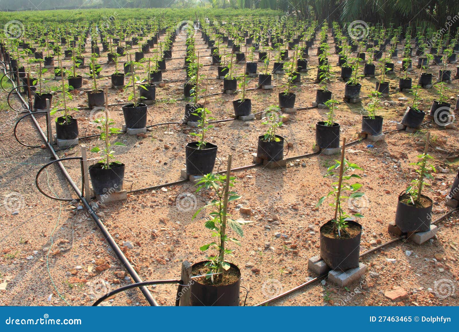 Chili field stock image. Image of leaves, food, spicy - 27463465