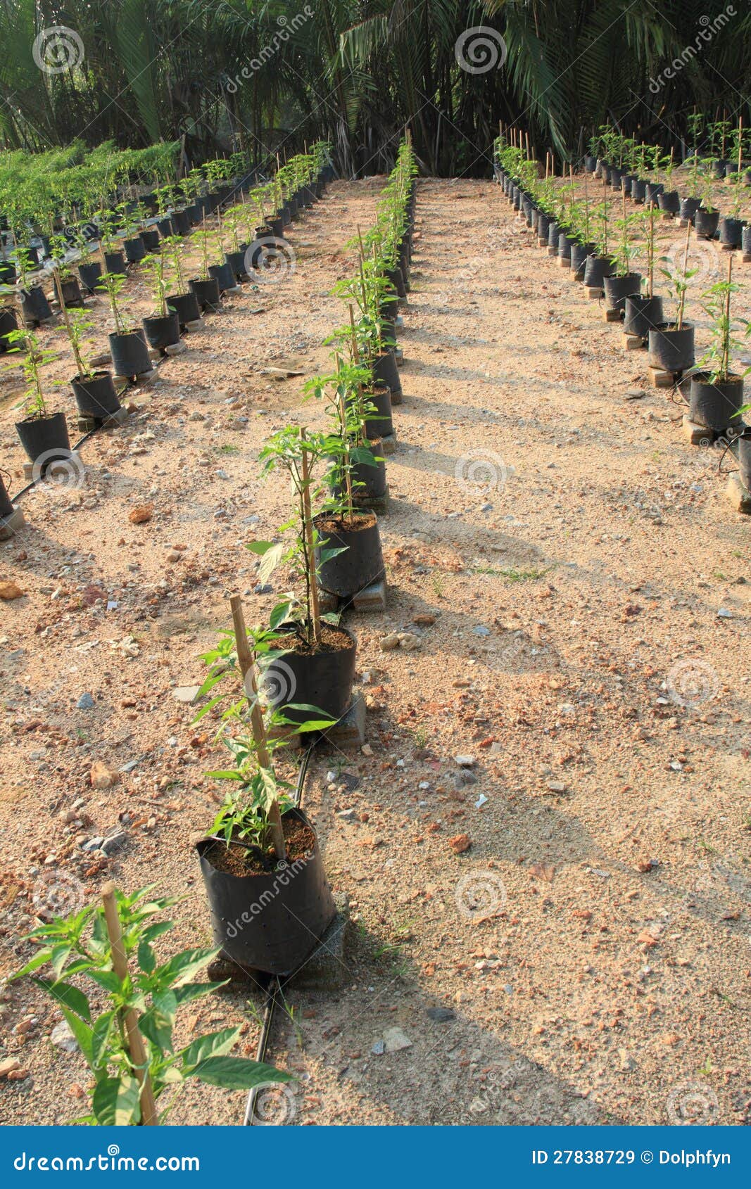 Chili field stock image. Image of plant, tree, young - 27838729