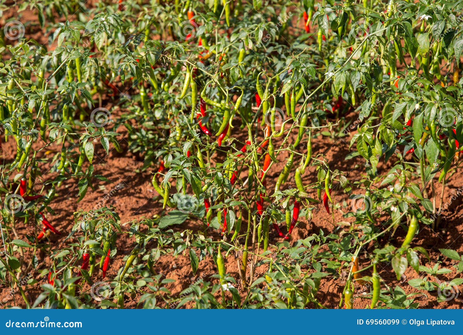 Chili field stock image. Image of garden, healthy, farming - 69560099