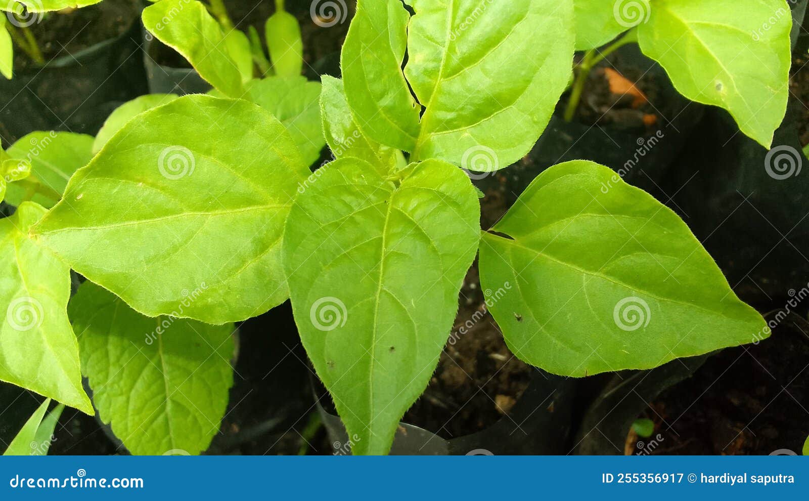 Flower Goog Stock Photos - Free & Royalty-Free Stock Photos from Dreamstime