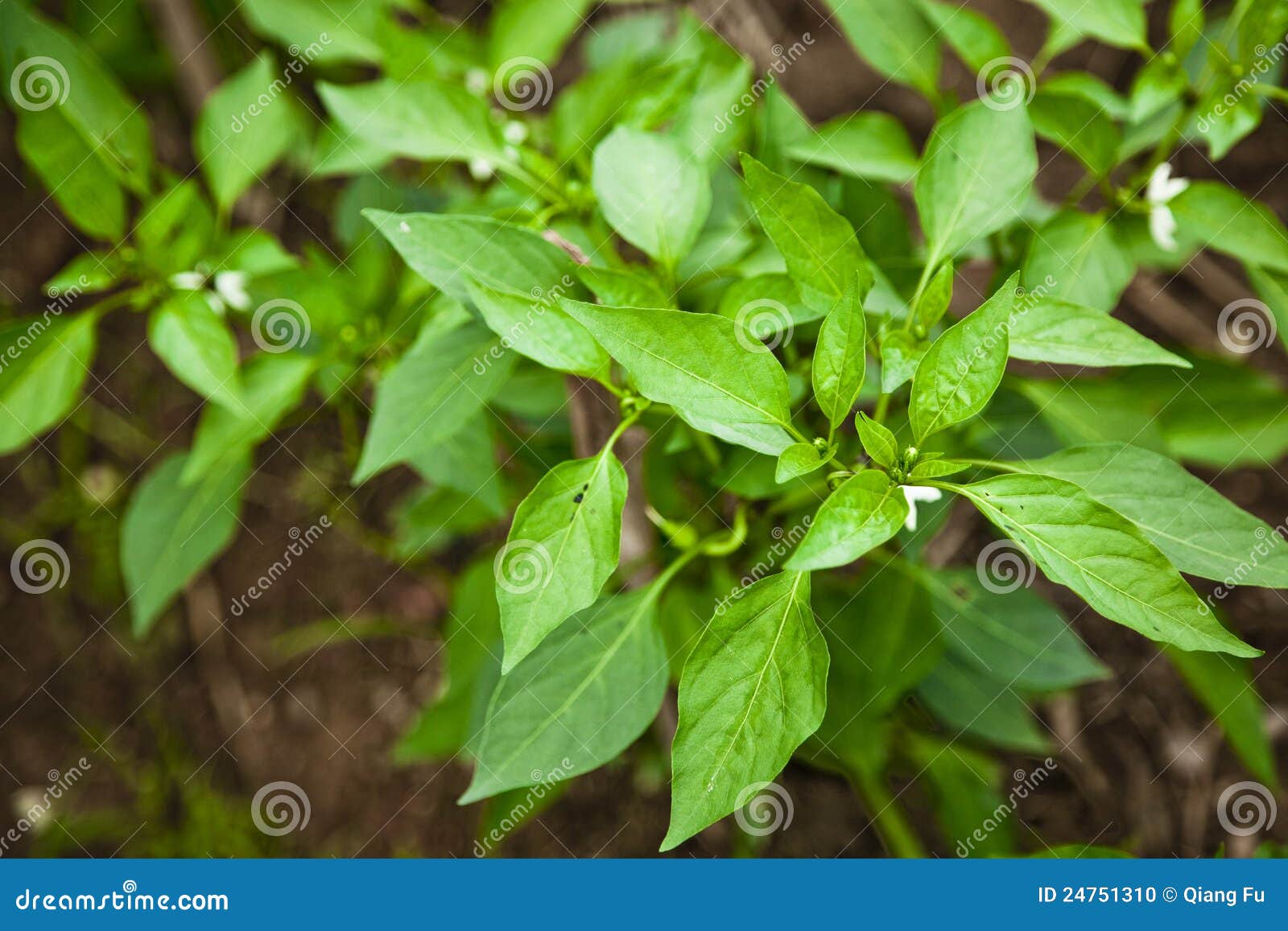 Chili Flower and Green Leaves Stock Photo - Image of tasty, nature ...