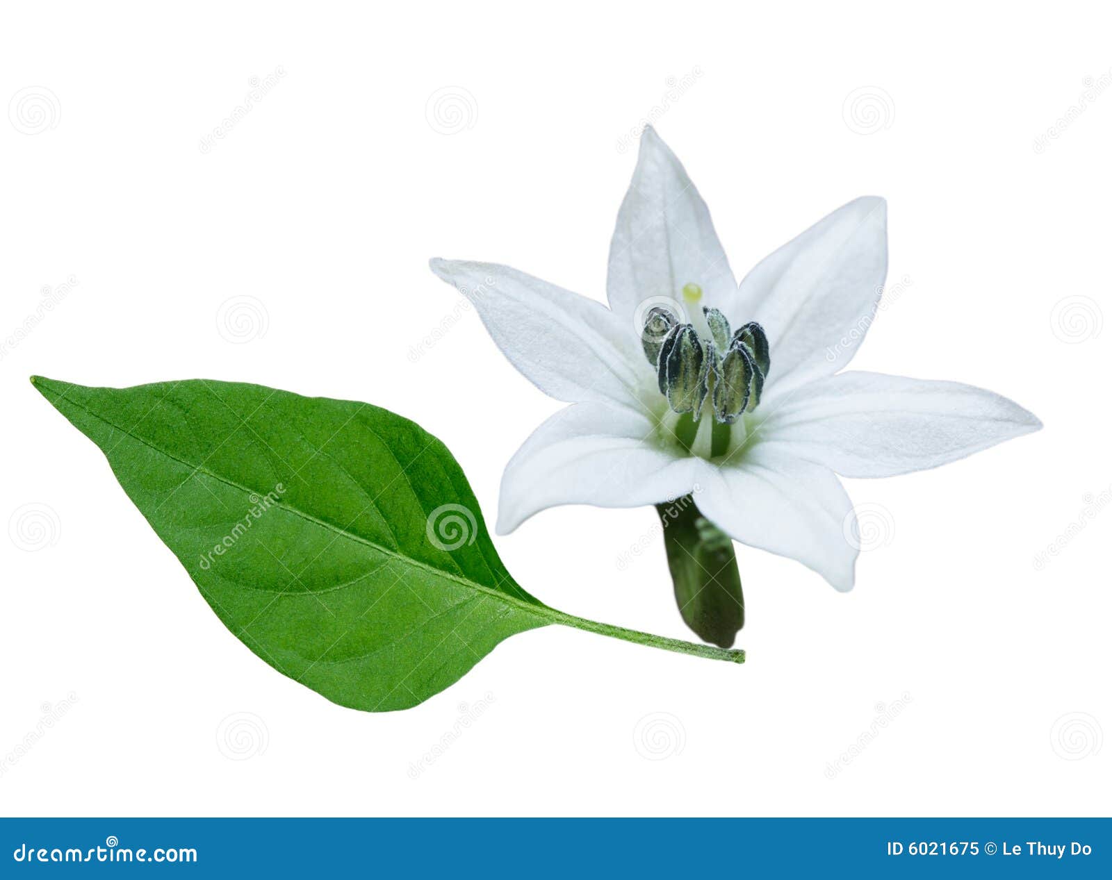 12,298 Chili Flower Stock Photos - Free & Royalty-Free Stock Photos ...