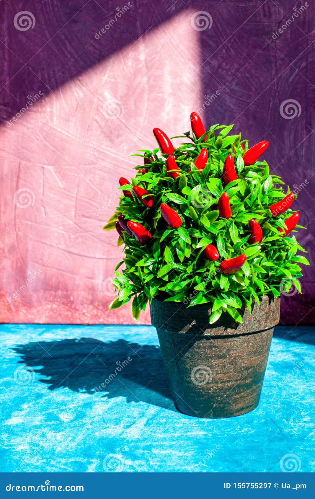 Chili flower stock image. Image of flower, concept, cooking - 155755297