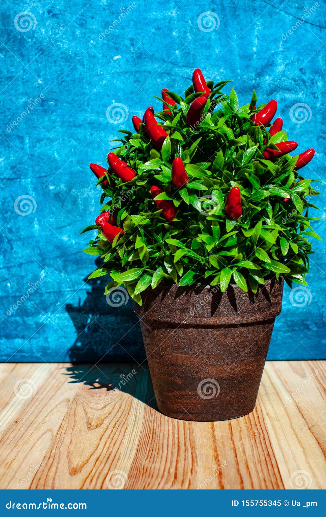 Chili flower stock image. Image of green, natural, decorative - 155755345