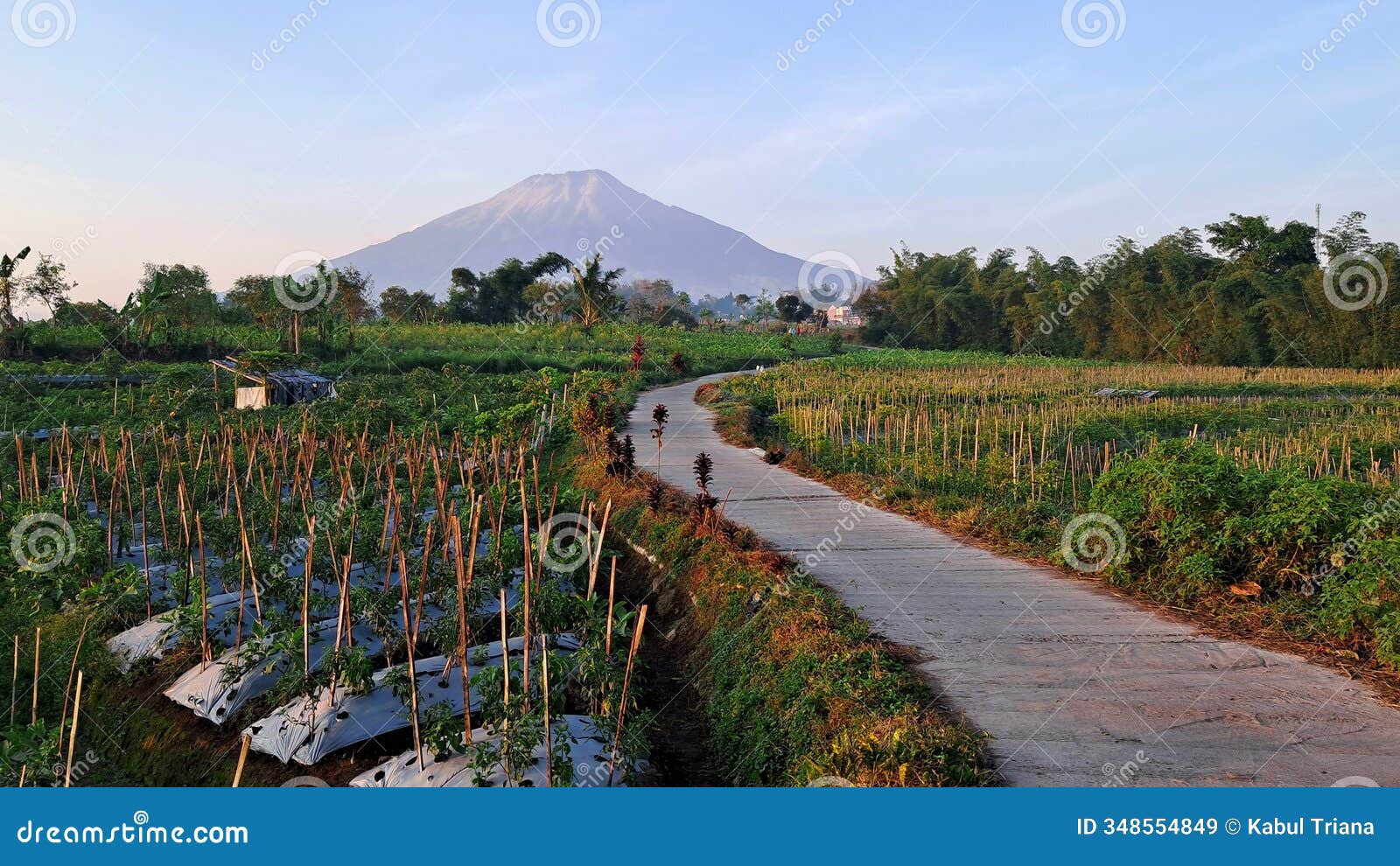 Chili Garden with Mount Sumbing Background Stock Image - Image of ...