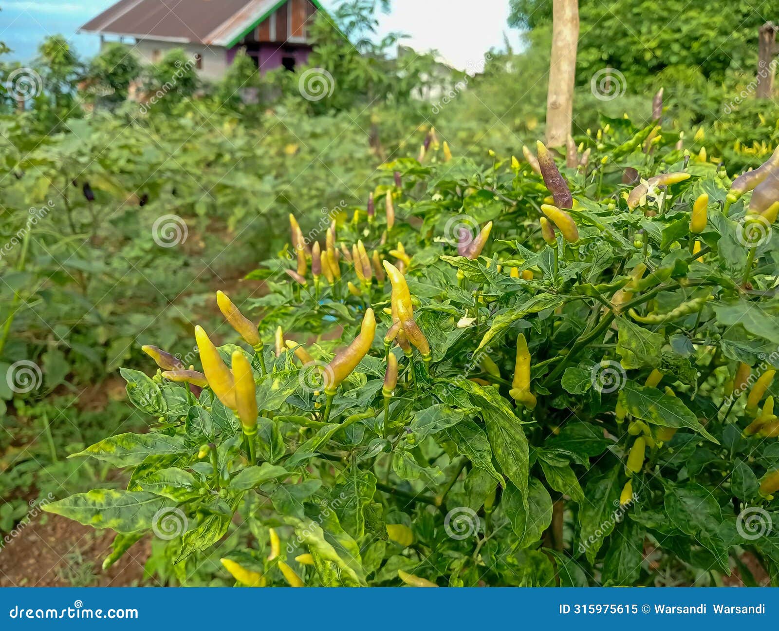 Chili Gardens, Green Chilies and White Chilies Stock Image - Image of ...