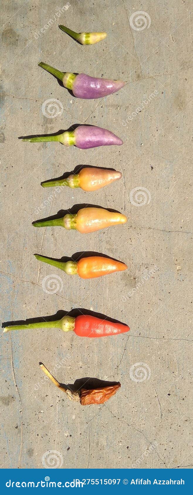 Chili growth stages stock image. Image of turn, chili - 275515097