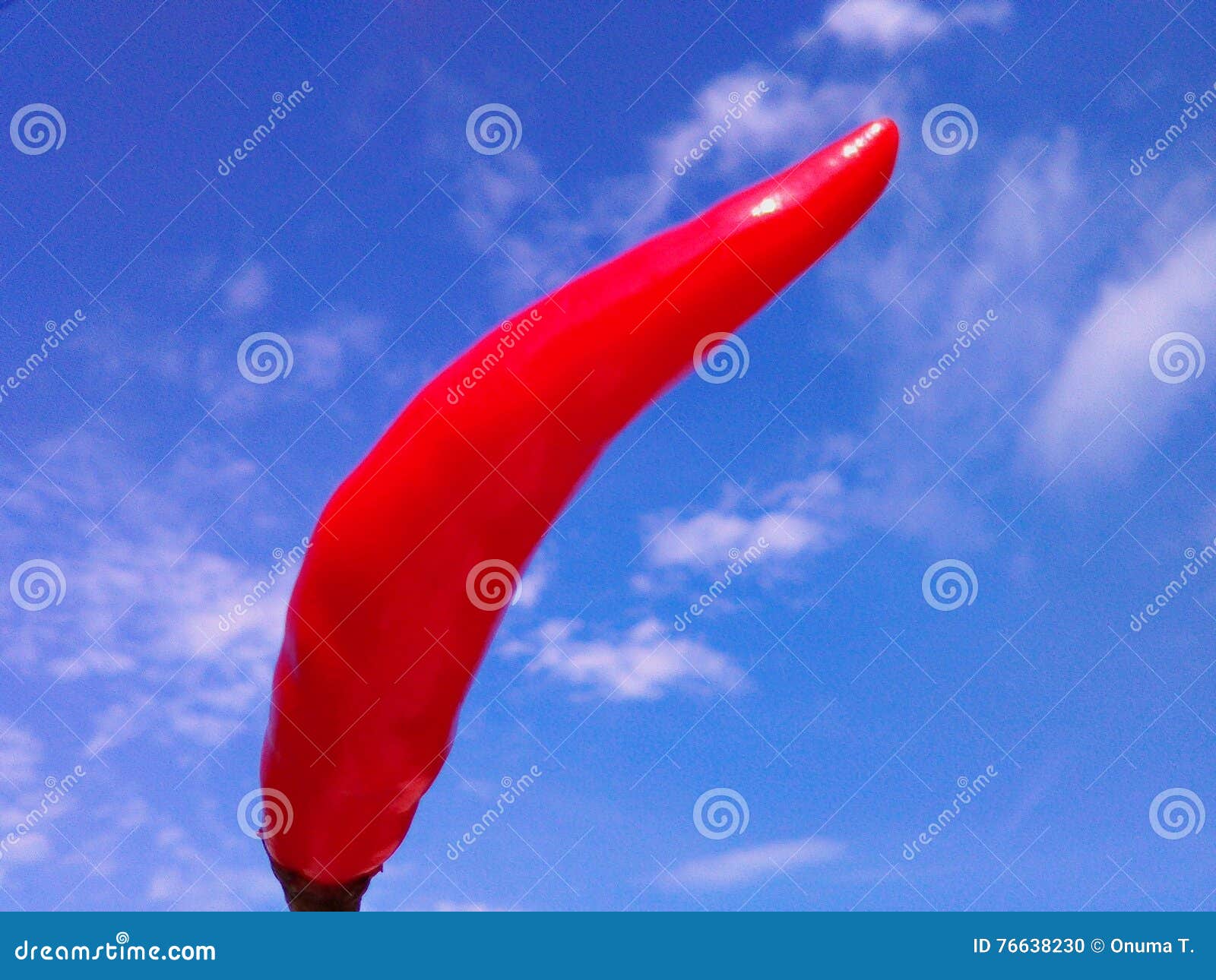 One red chili blue sky stock photo. Image of nature, natural - 76638230