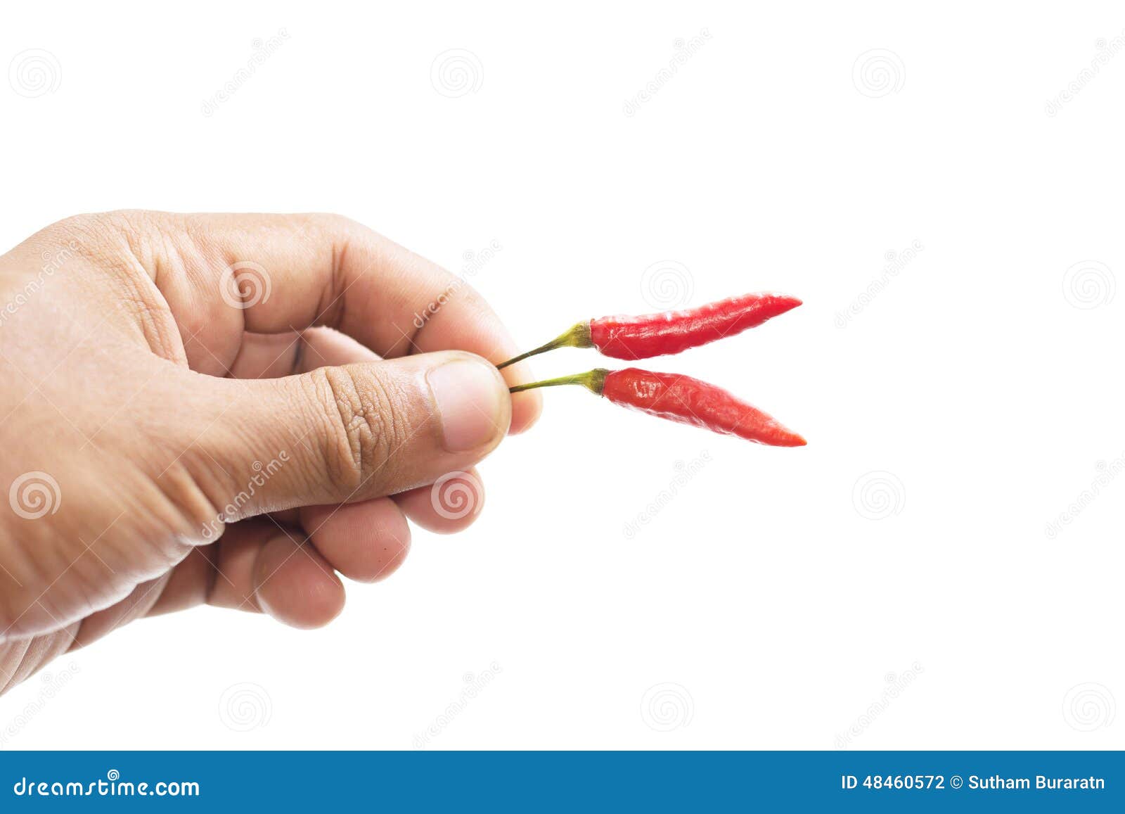 Chili in human hands stock photo. Image of close, crop - 48460572