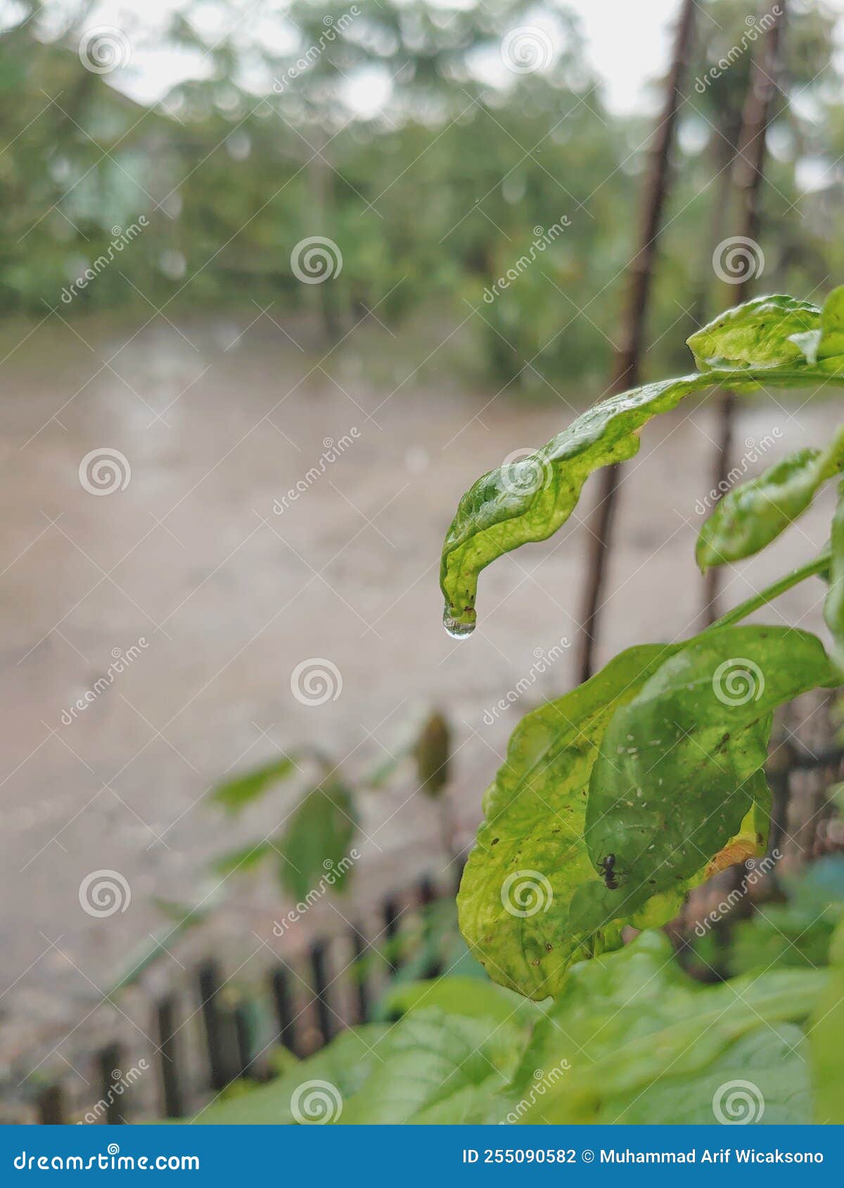 Chili Leaves Look Wet after the Rain Stock Photo - Image of animal ...