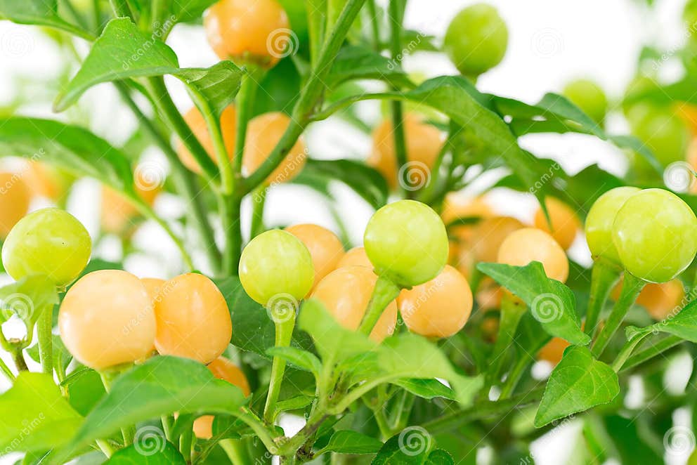 Chili monkey eyes stock photo. Image of chili, aromatic - 45114586