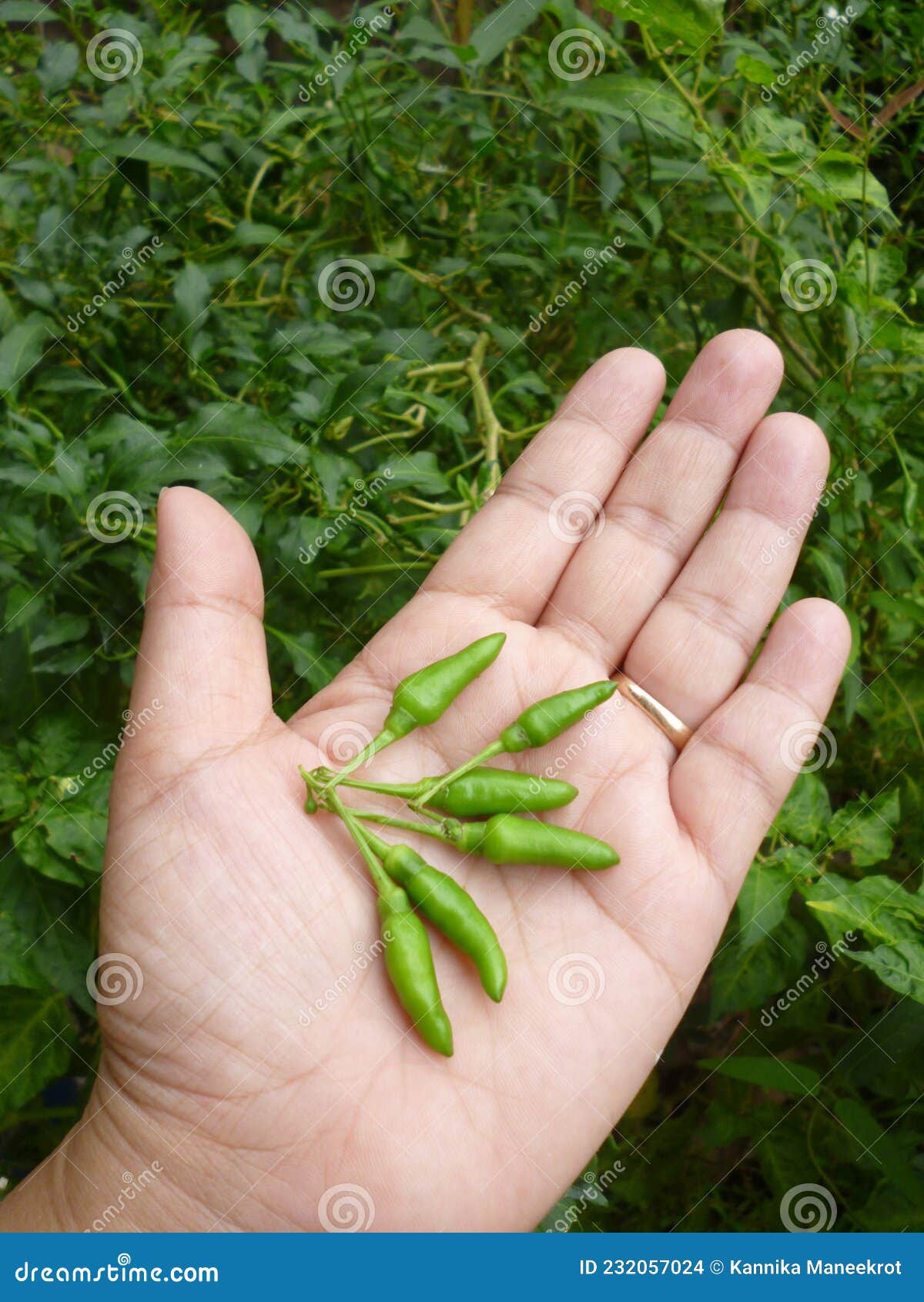 Chili on my hand stock photo. Image of produce, finger - 232057024
