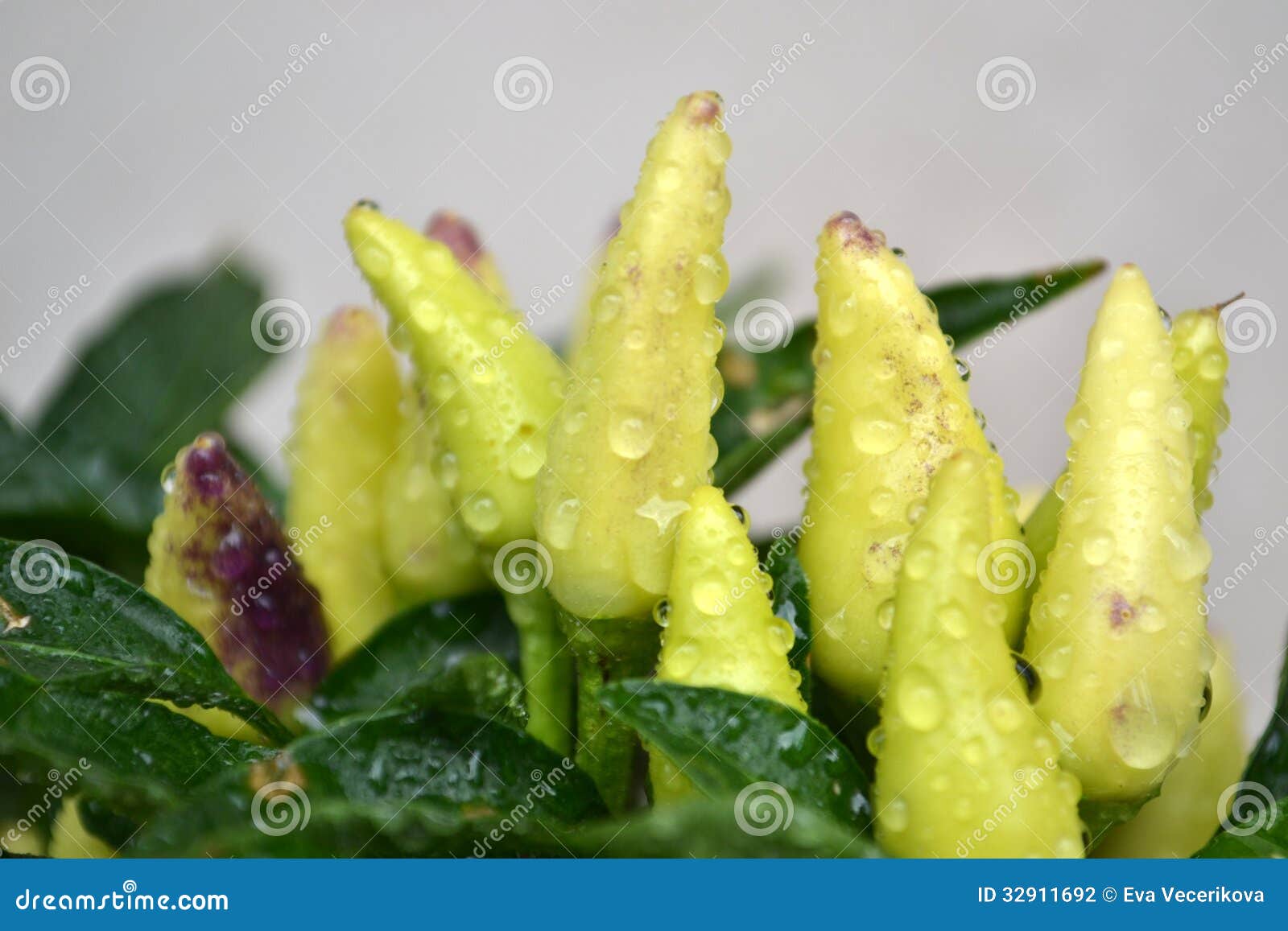Chili paprika stock photo. Image of acrid, healthy, green - 32911692
