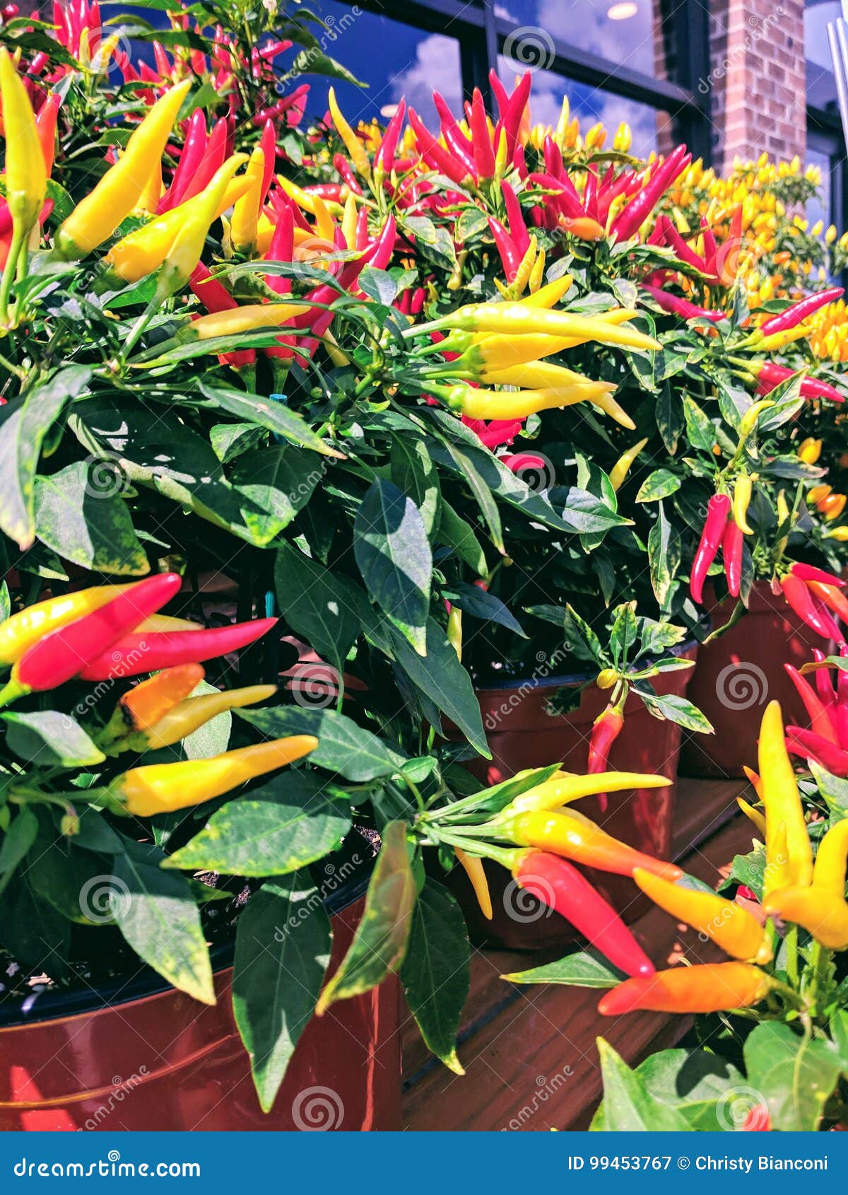 Chili Pepper Arrangements stock image. Image of fall - 99453767