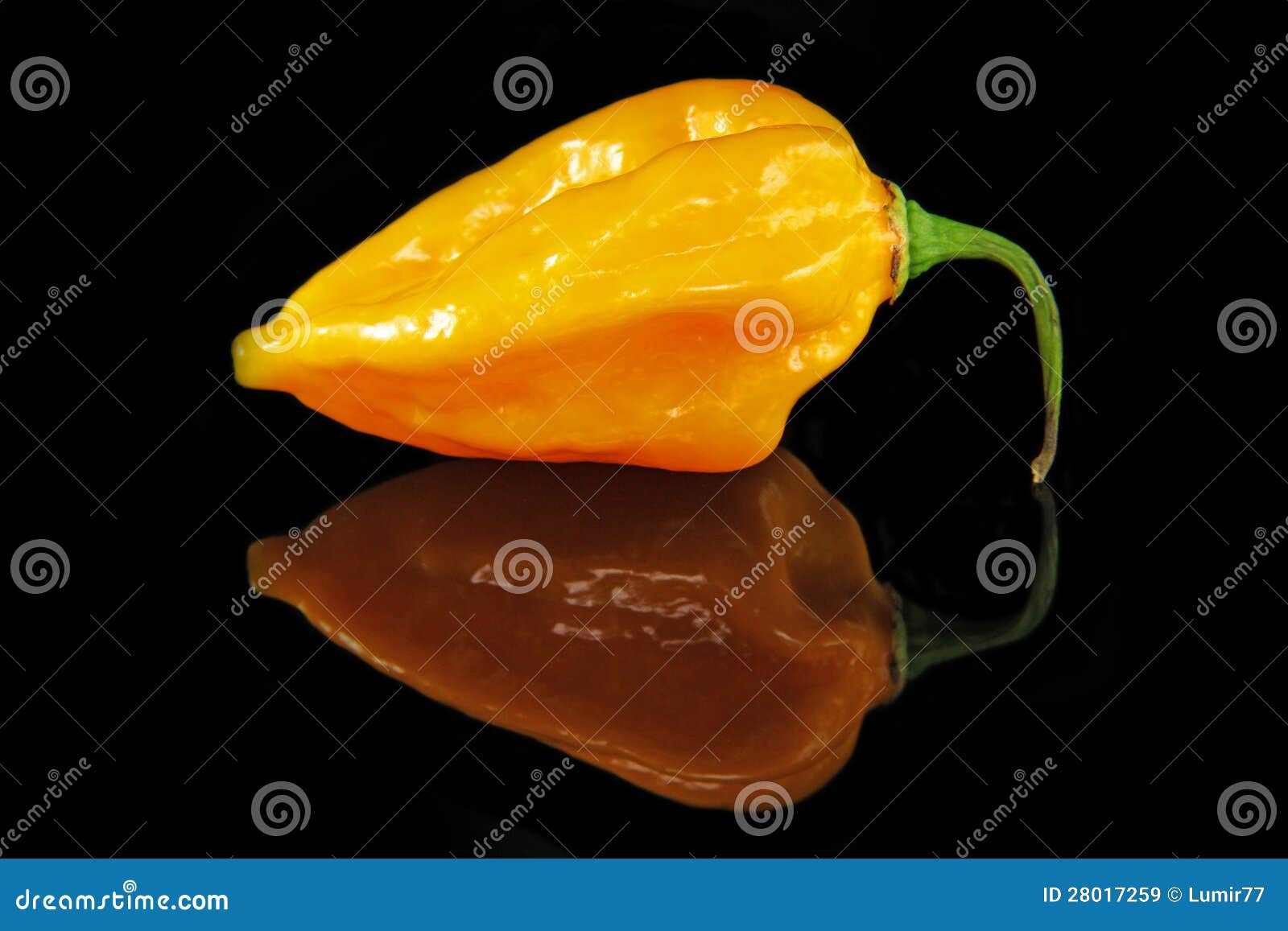 Chili pepper fatalii stock image. Image of vegetables - 28017259