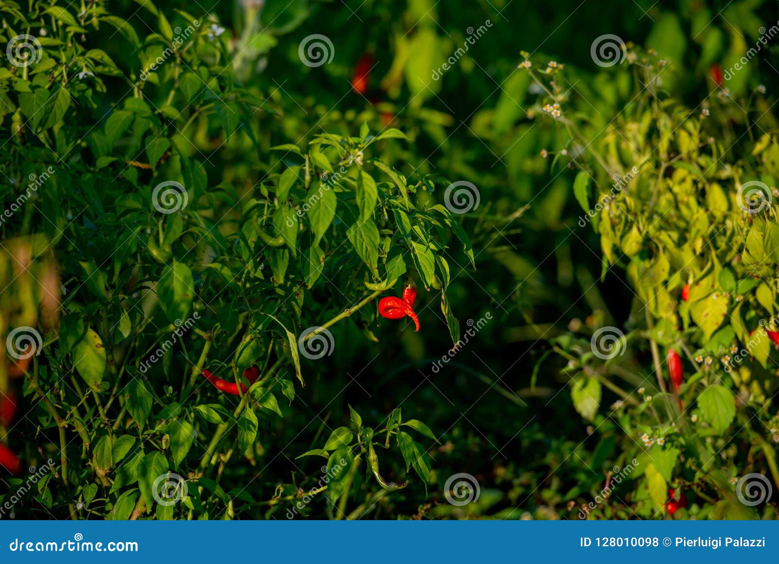 Chili pepper stock photo. Image of gardening, field - 128010098