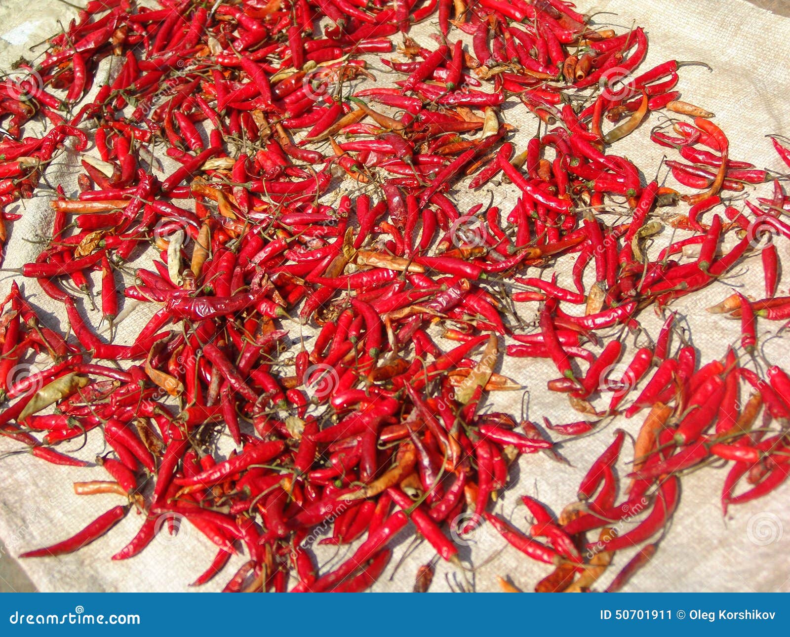 Chili pepper stock image. Image of nepal, himalayan, exceedingly - 50701911