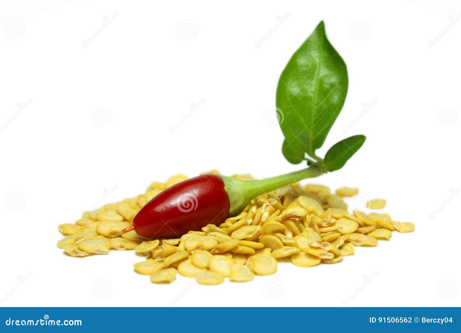 Chili Pepper on Pepper Seeds Stock Photo - Image of healthy, nourish ...