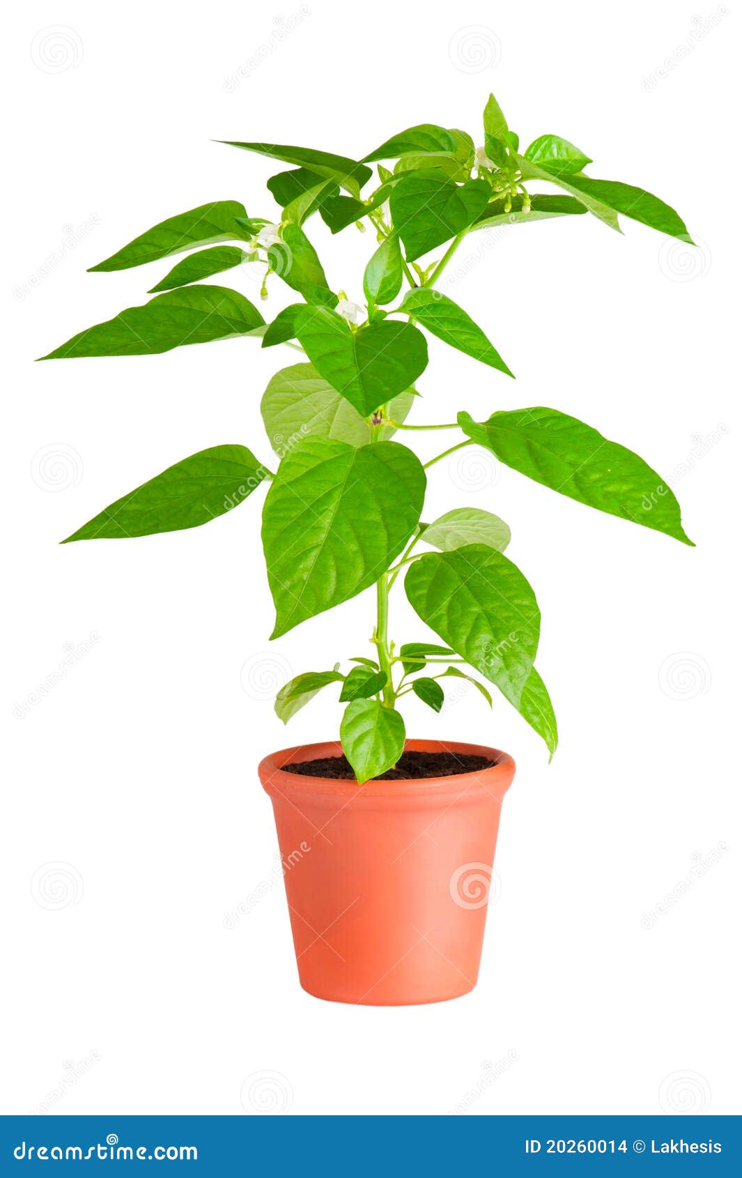 Chilli Plant