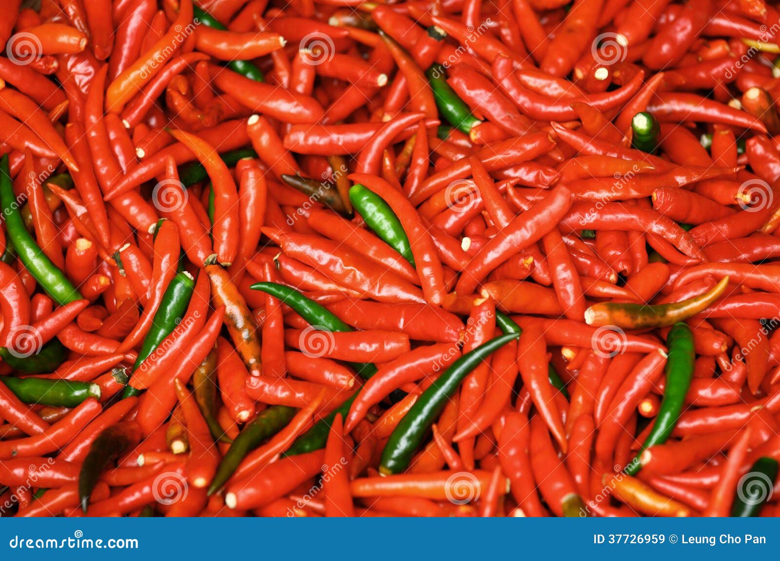 Chili Pepper rojo imagen de archivo. Imagen de fondo - 37726959