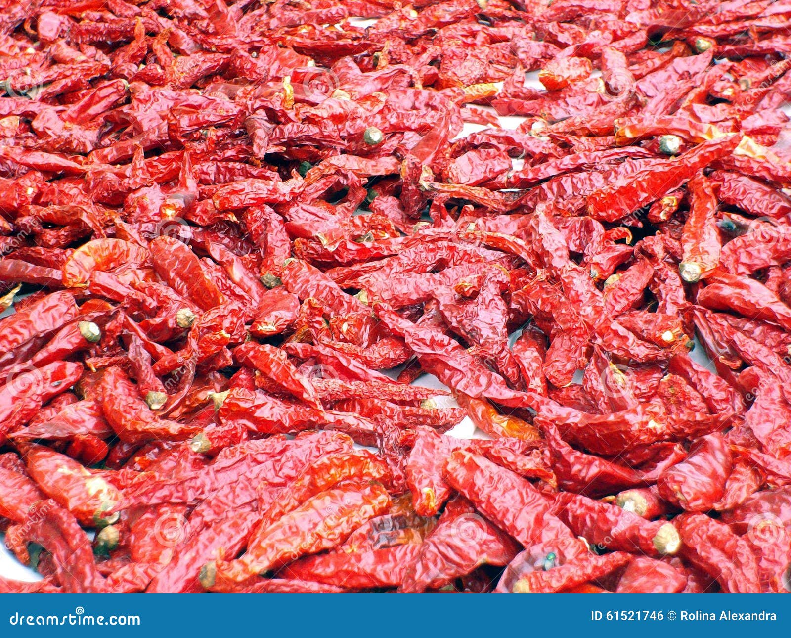 Chili Pepper rouge photo stock. Image du nourriture, poivre - 61521746