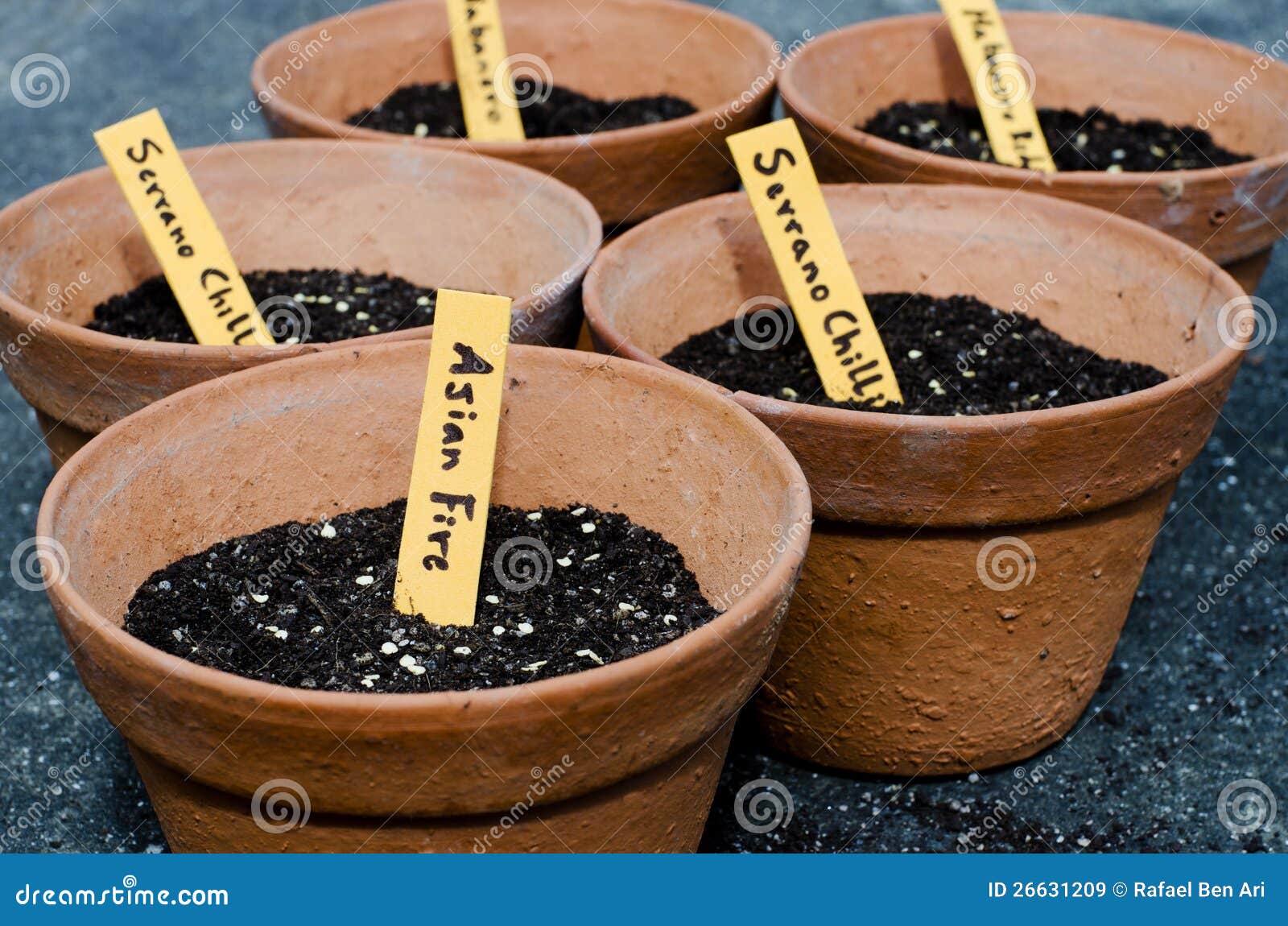 Chili Pepper Seedling stock image. Image of beginnings - 26631209