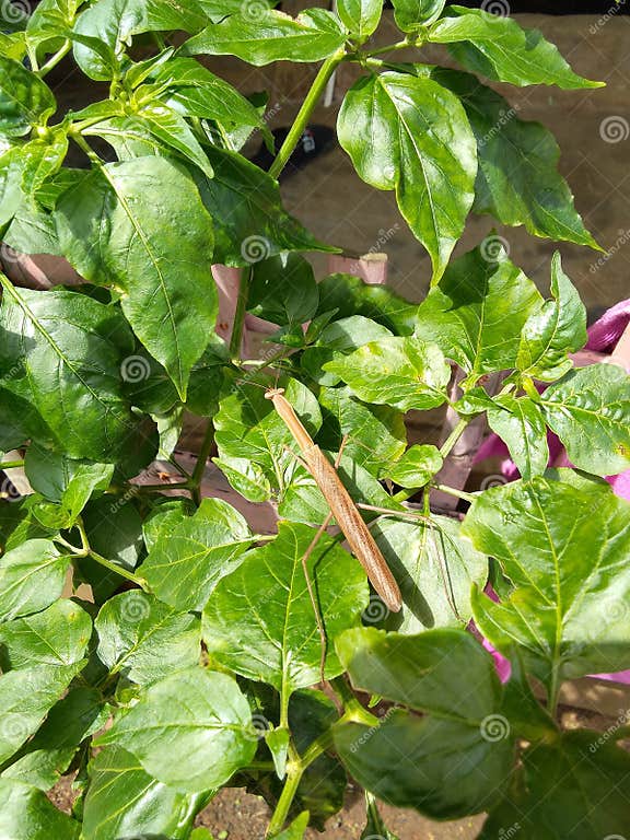 Chili Pepper Tree Infested with Insects Stock Image - Image of chili ...