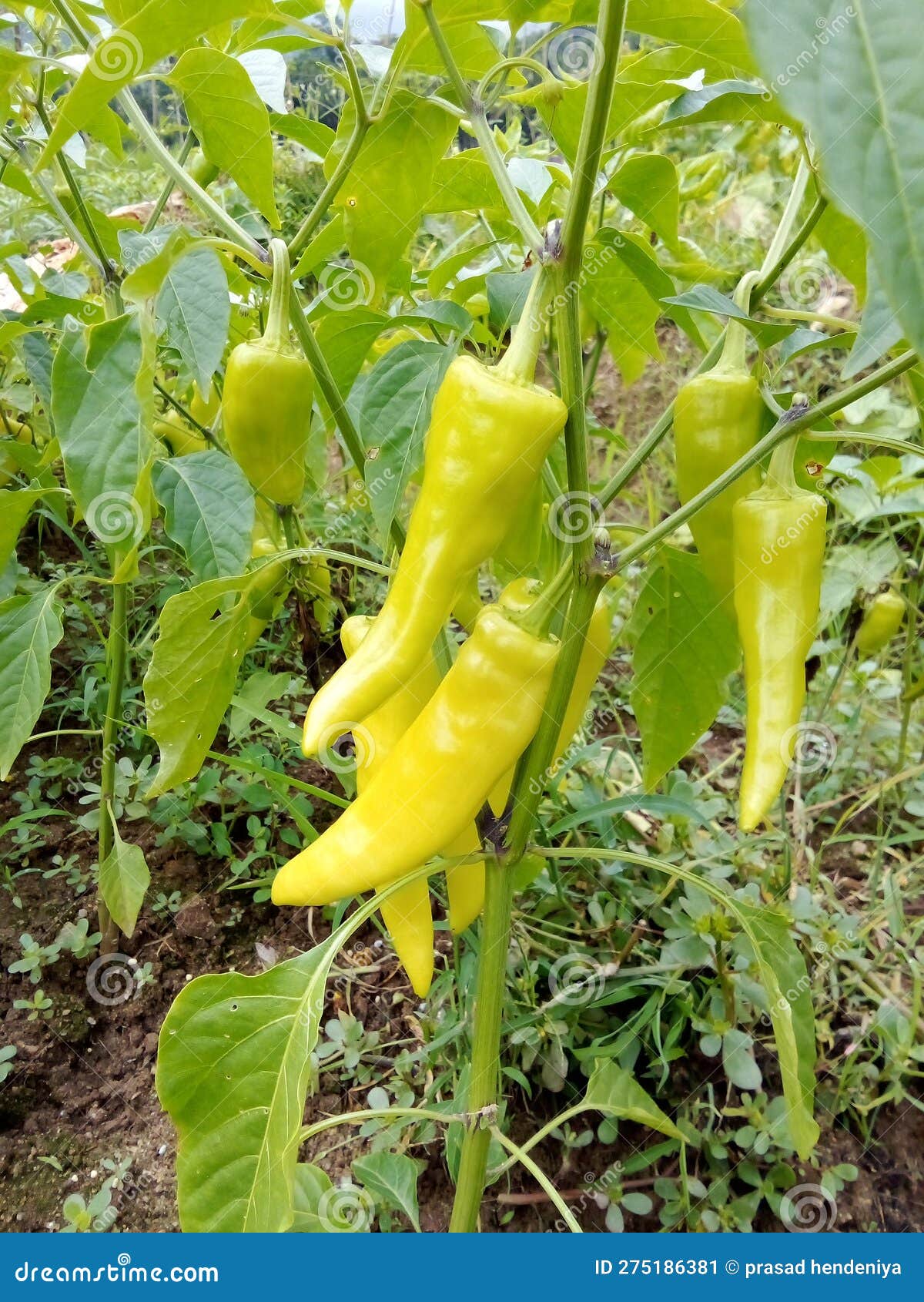 Chili Peppers & X28; chile, chile Pepper, chilli Pepper, Miris, Stock ...