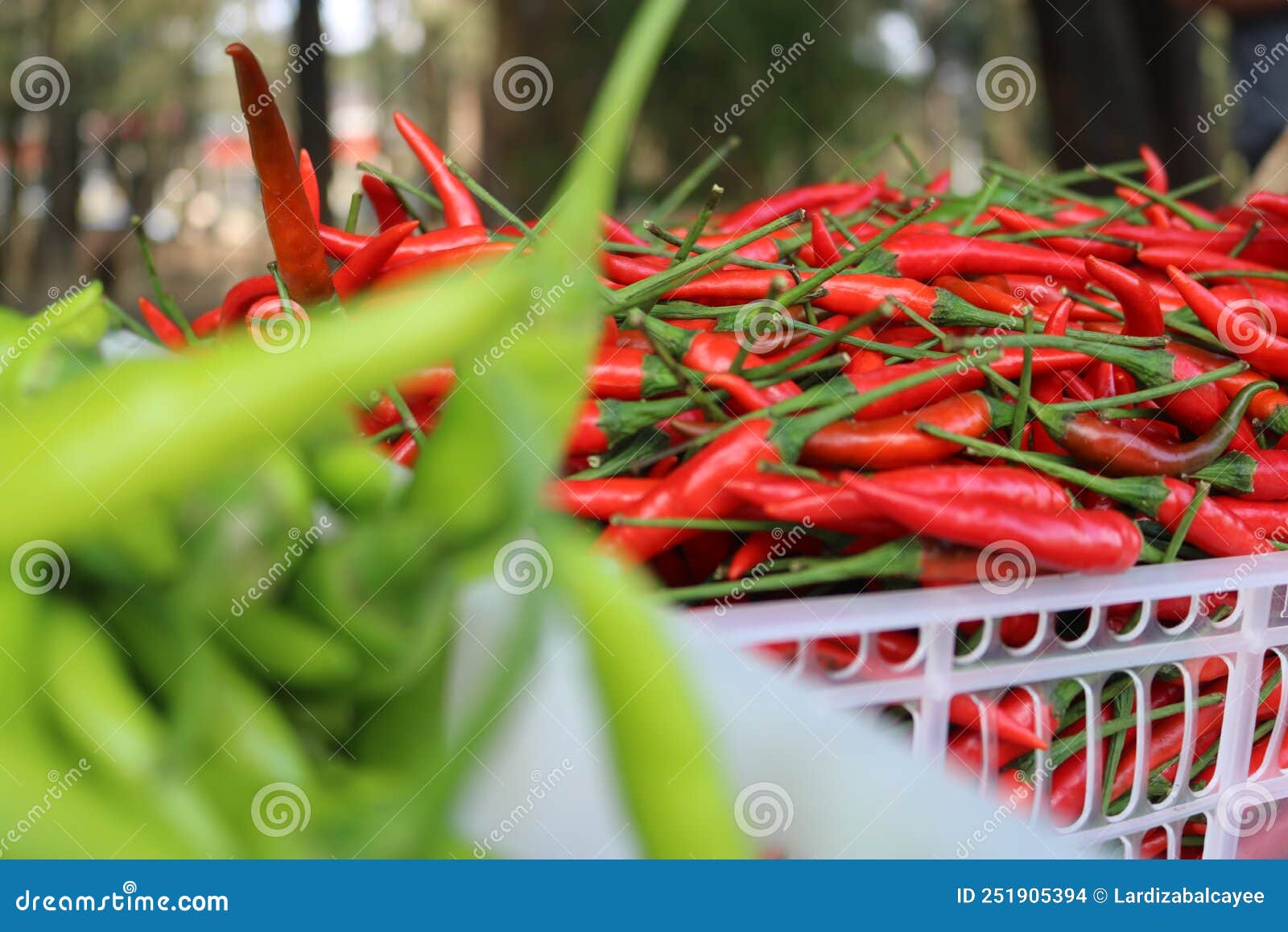 Chili peppers in crates stock photo. Image of green - 251905394