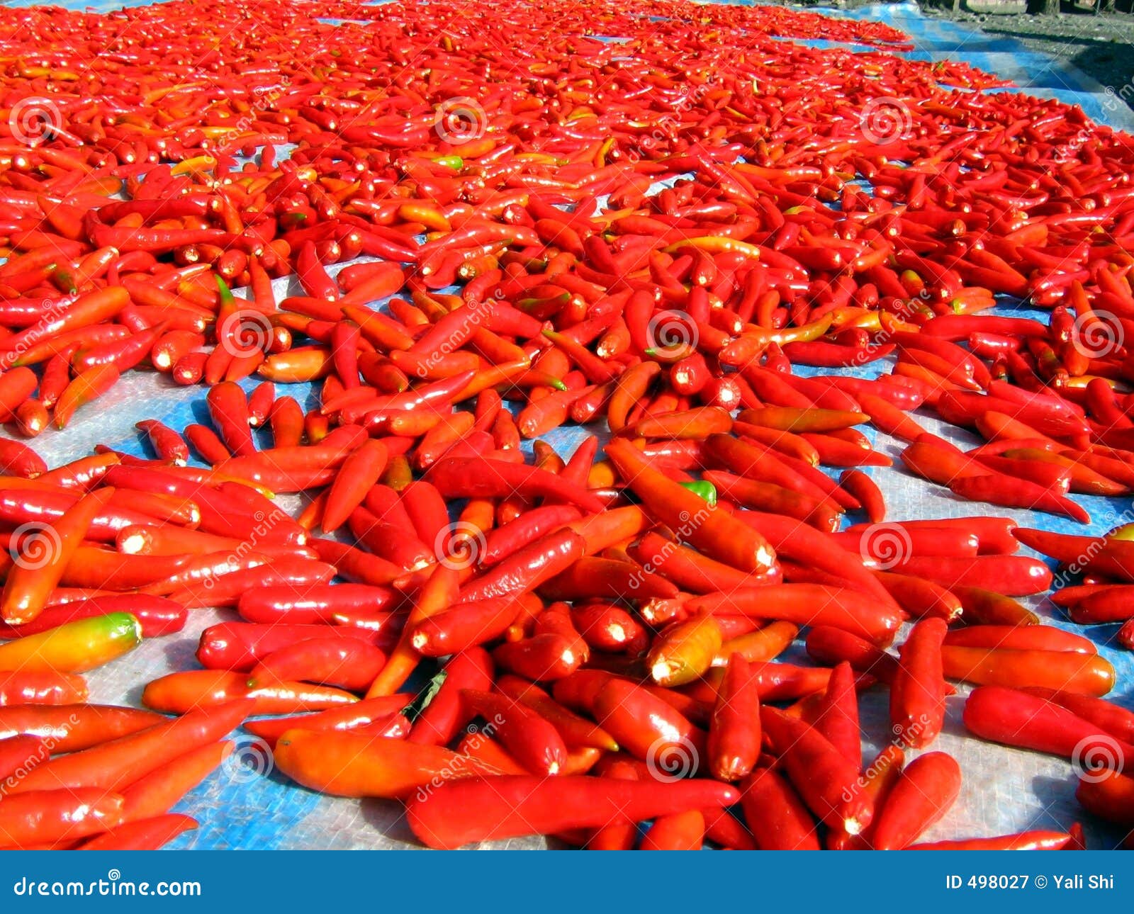 Chili Peppers Drying in the Sun Stock Image - Image of spice, pepper ...