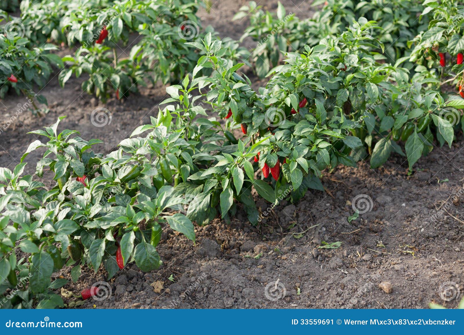 Chili peppers on field stock image. Image of usefulplant - 33559691
