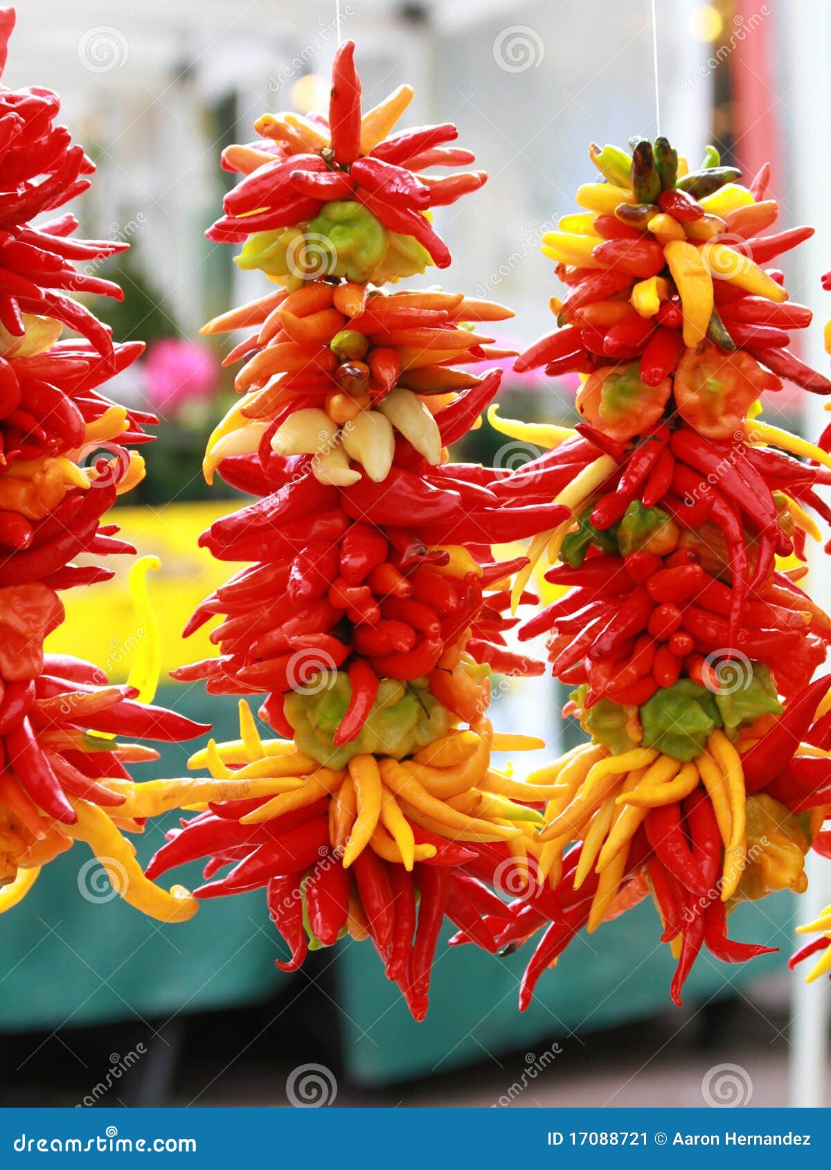 Chili Peppers Hang On A String. Stock Image - Image: 17088721