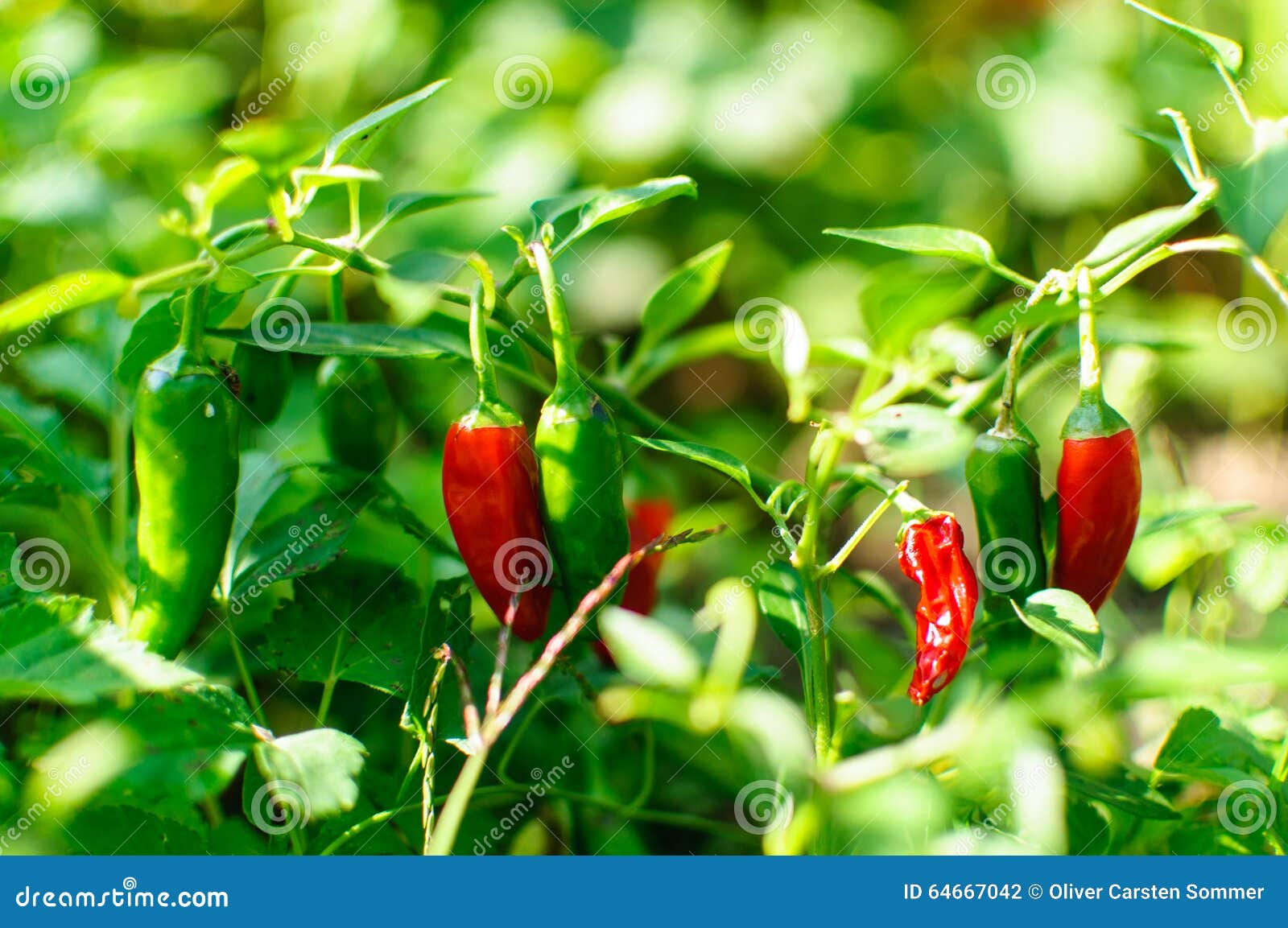 Chili Peppers stock photo. Image of peppers, spices, food - 64667042