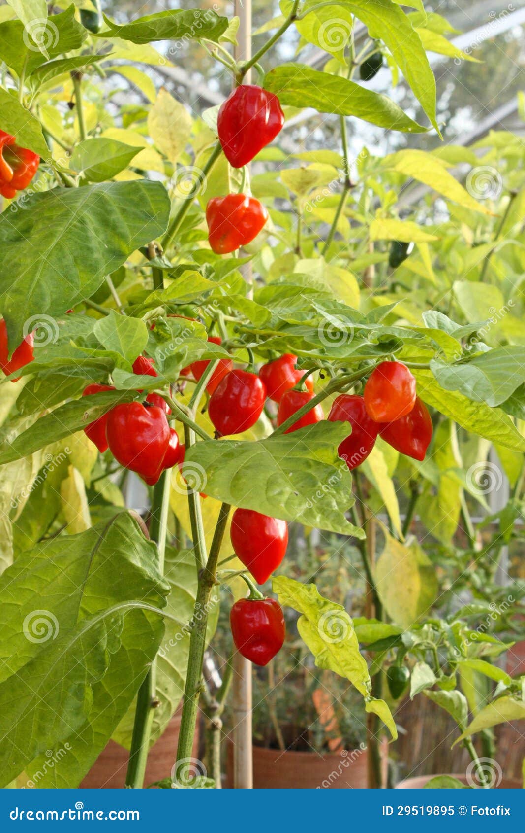 The Chili Plant Nursery During The Process Of Eradicating Other ...