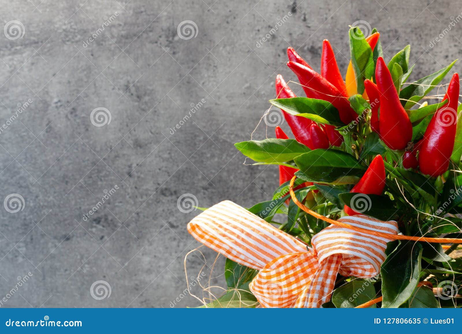 Chili Plant in Front of a Concrete Wall Stock Image - Image of chilli ...