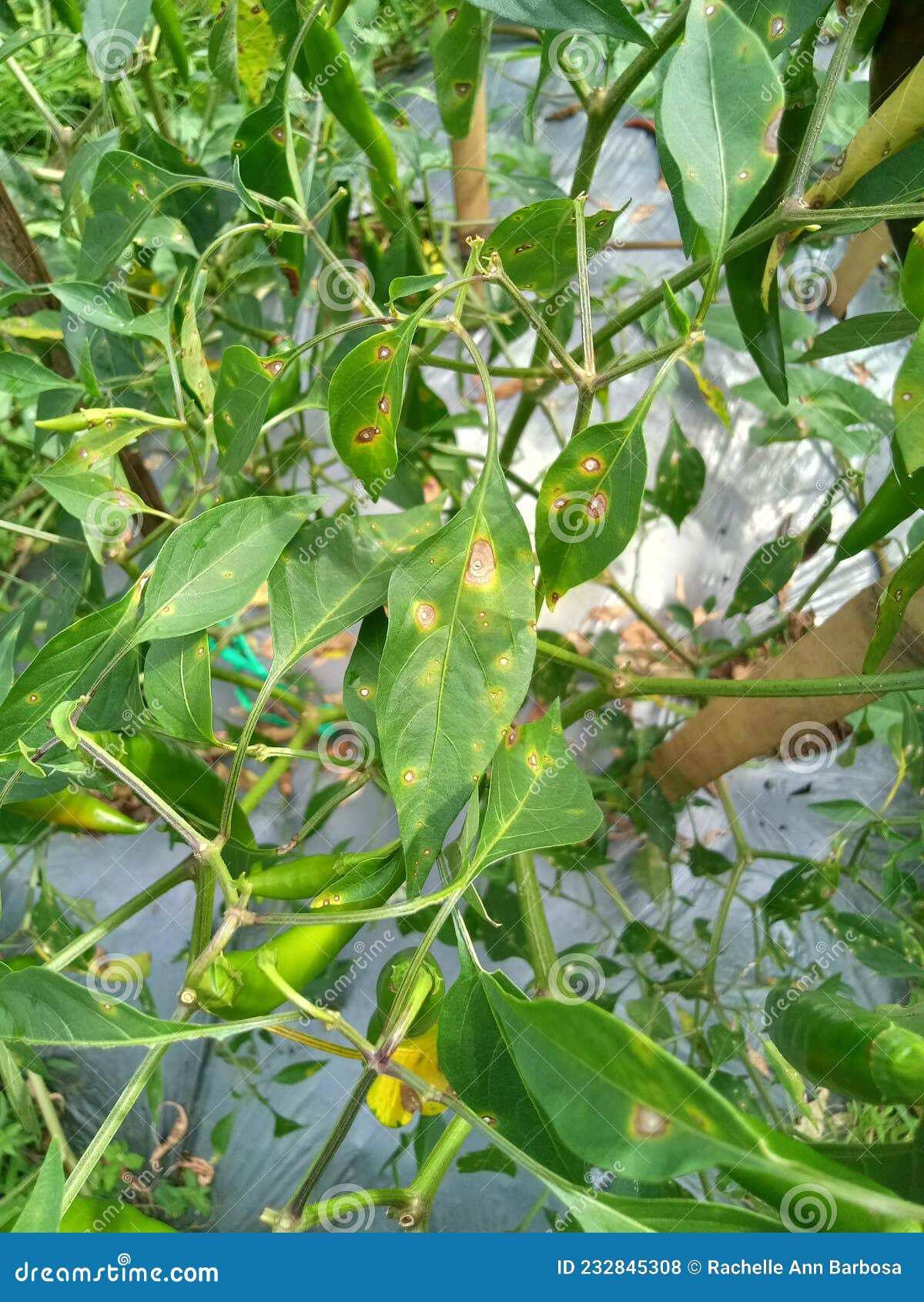 Chili Plant Infected with Leaf Spot Stock Photo - Image of spot ...