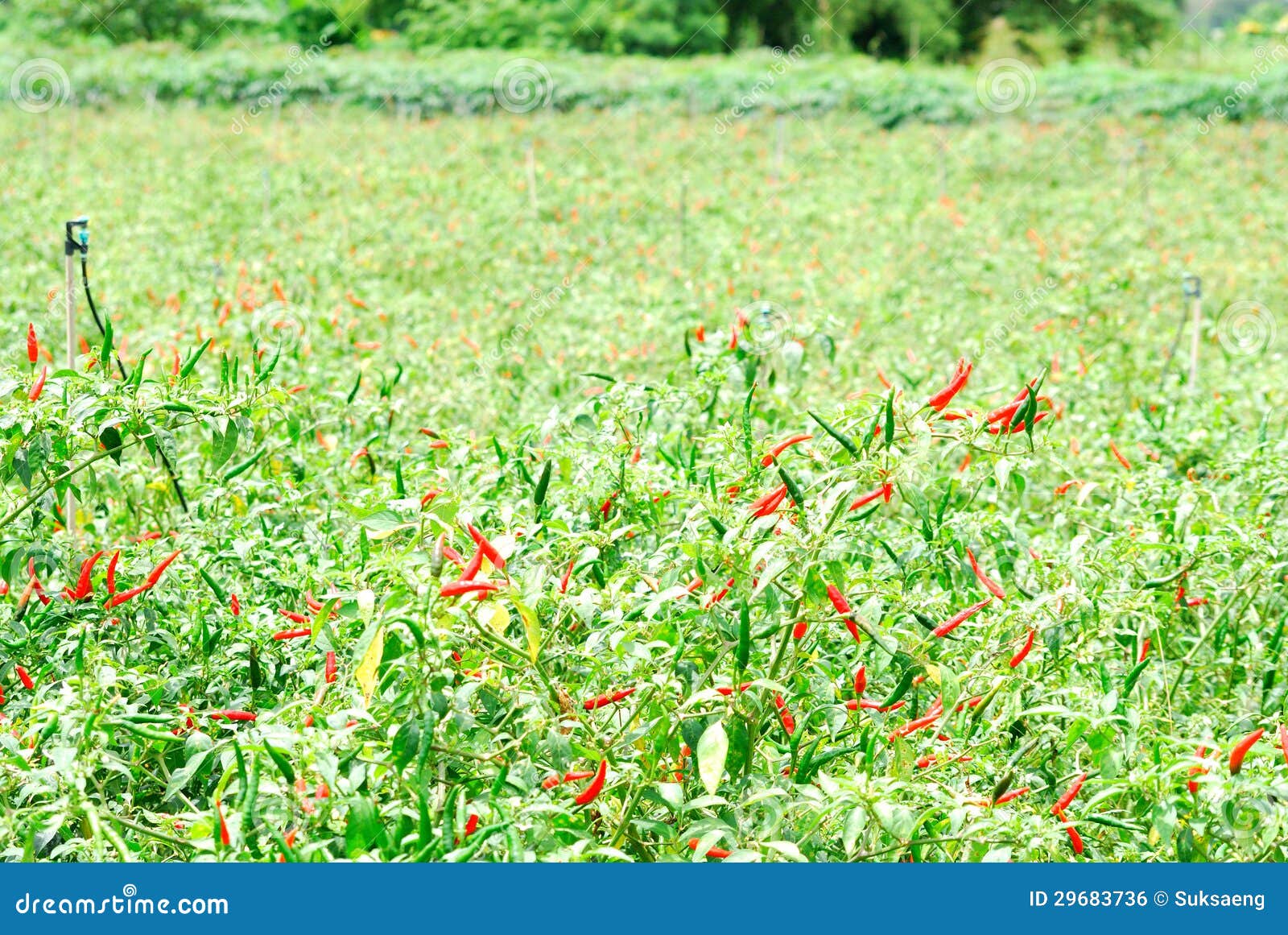 Chili plantation stock photo. Image of local, market - 29683736