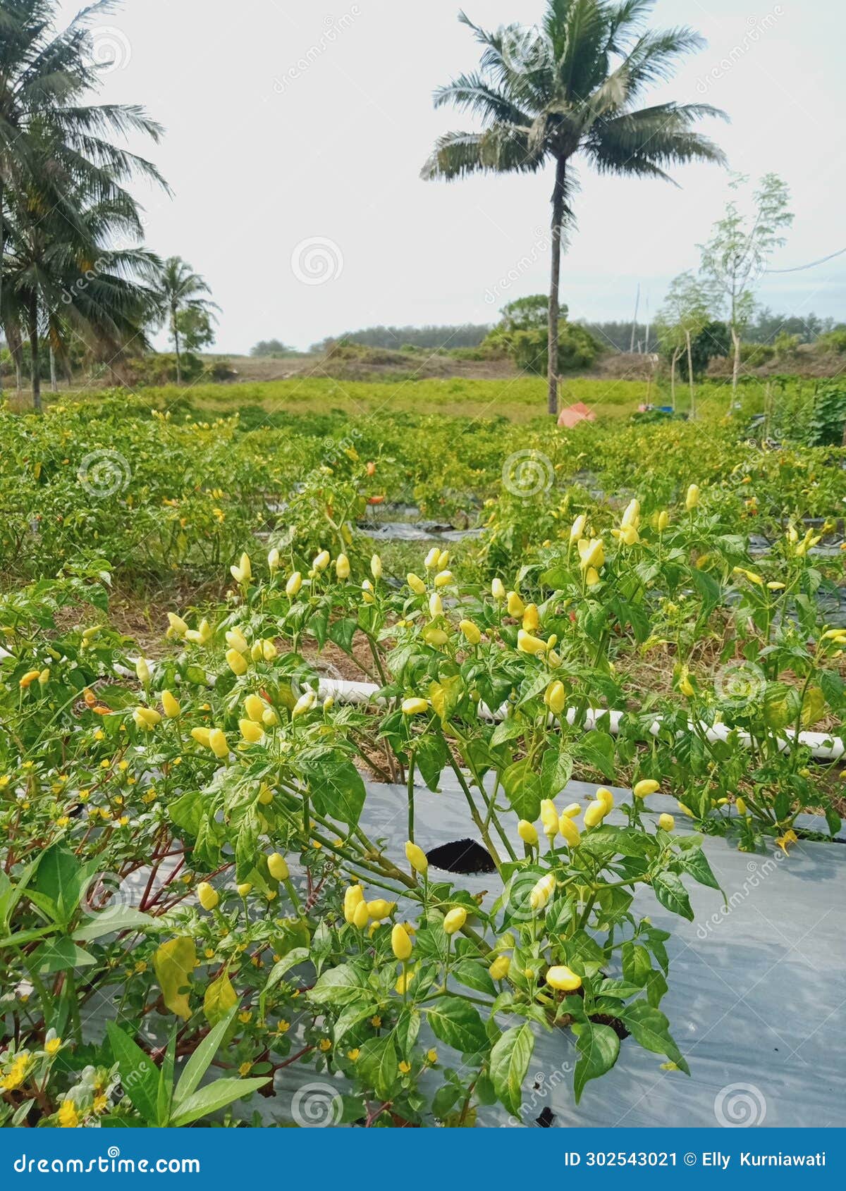 Chili Plantations in the Central of Java, Indonesia Stock Image - Image ...
