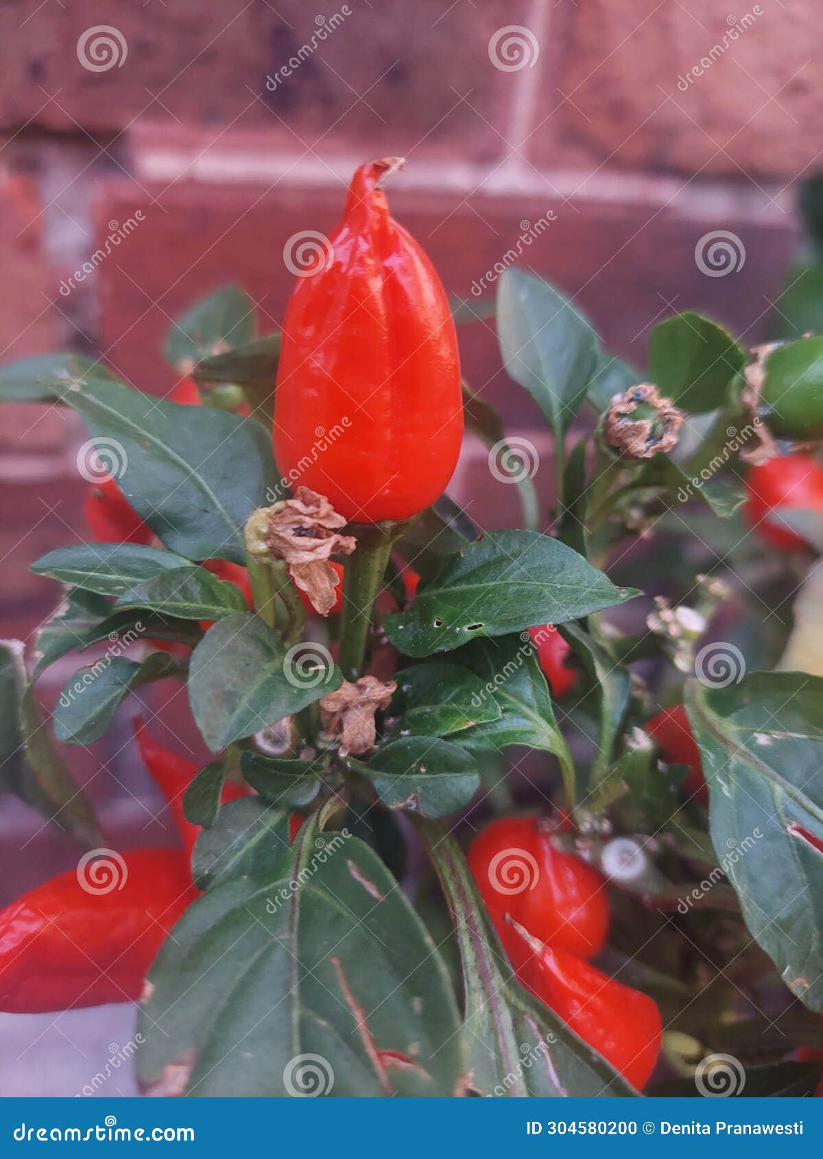 Chili Plants & X28;Capsicum Frutescens L.& X29; Stock Photo - Image of ...