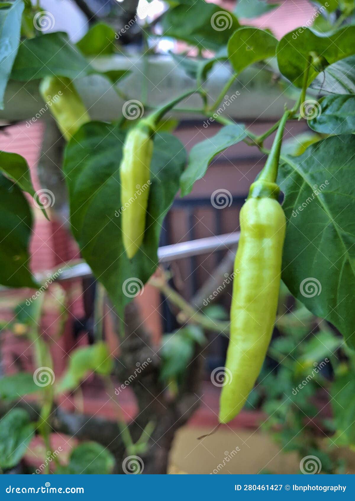 Chili plants in pot stock image. Image of foliage, botany - 280461427