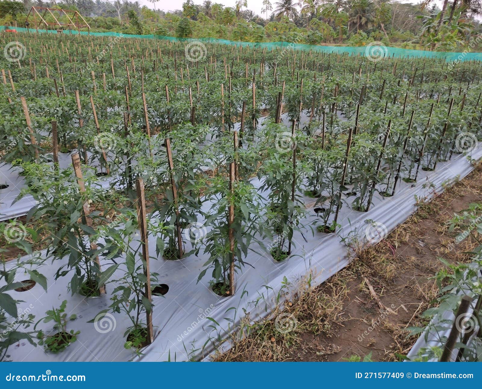 The Chili Plants are Still Young with a Plastic Mulch Cover on the ...