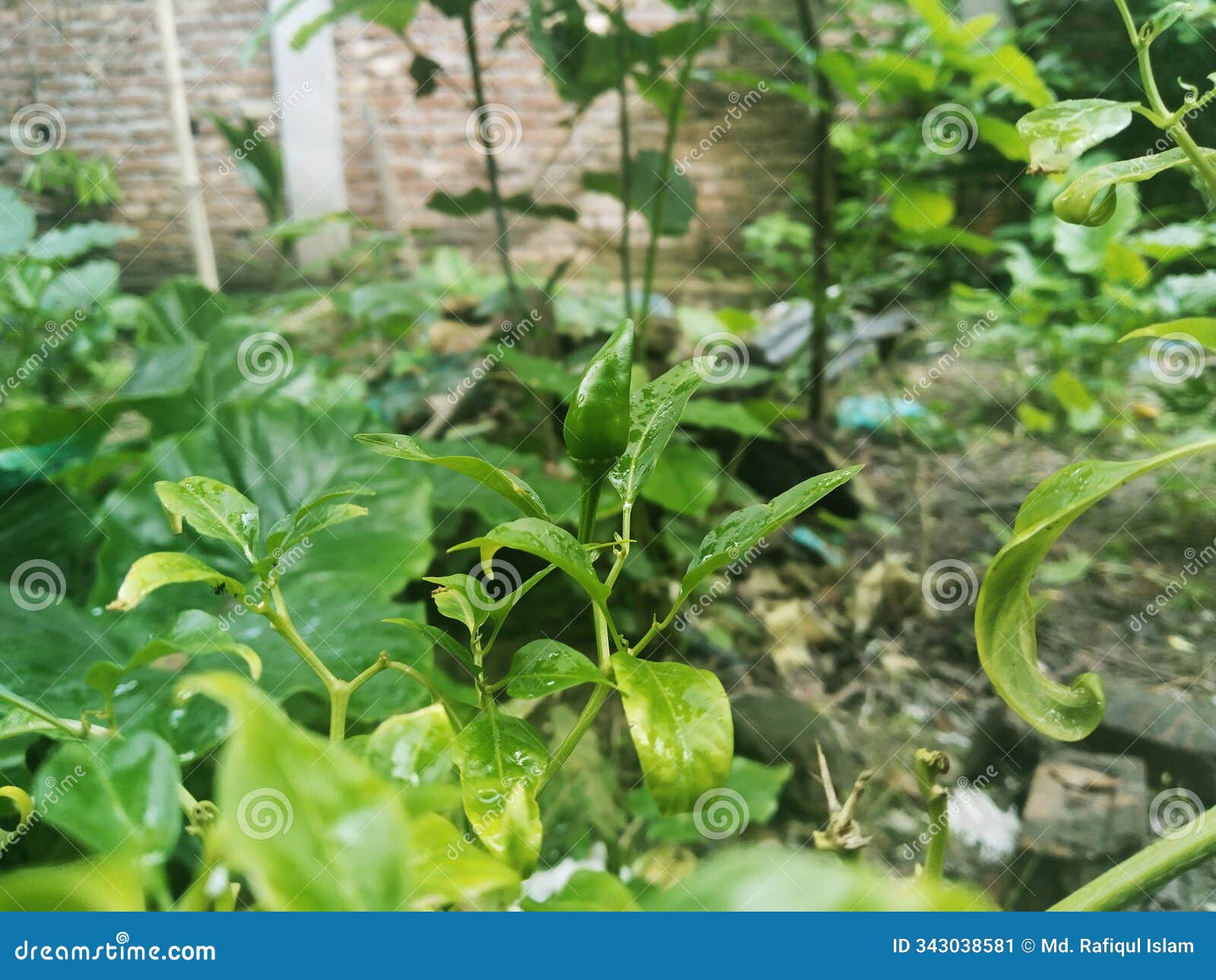 Chili Plants Thrive in Gardens Stock Image - Image of chili, background ...