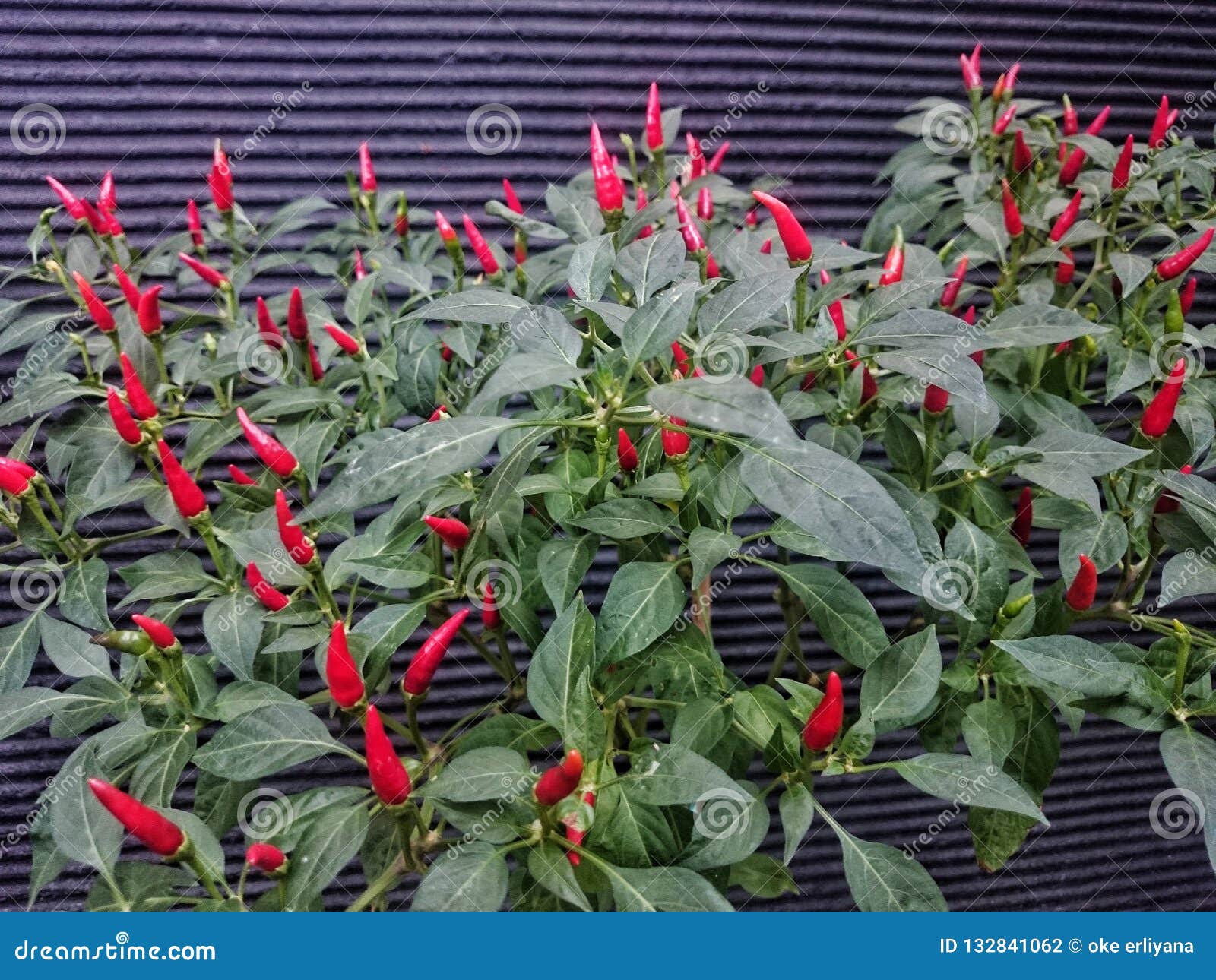 Chili stock photo. Image of color, chili, leaf, spcy - 132841062