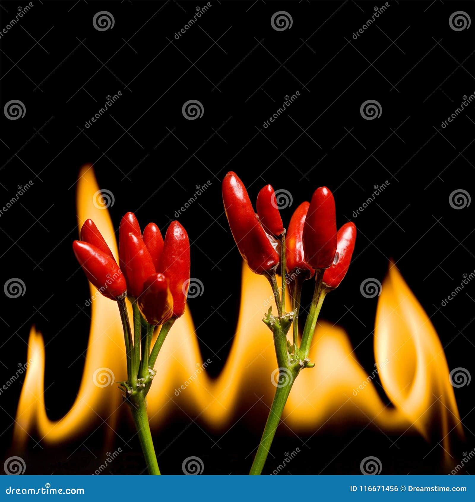 Chili red in front of fire stock photo. Image of studio - 116671456