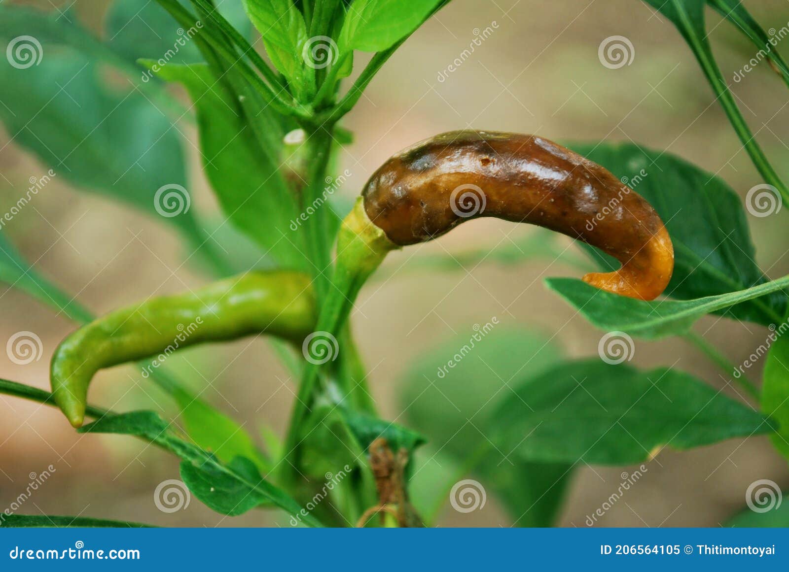Chili rot caused. stock image. Image of agriculture - 206564105